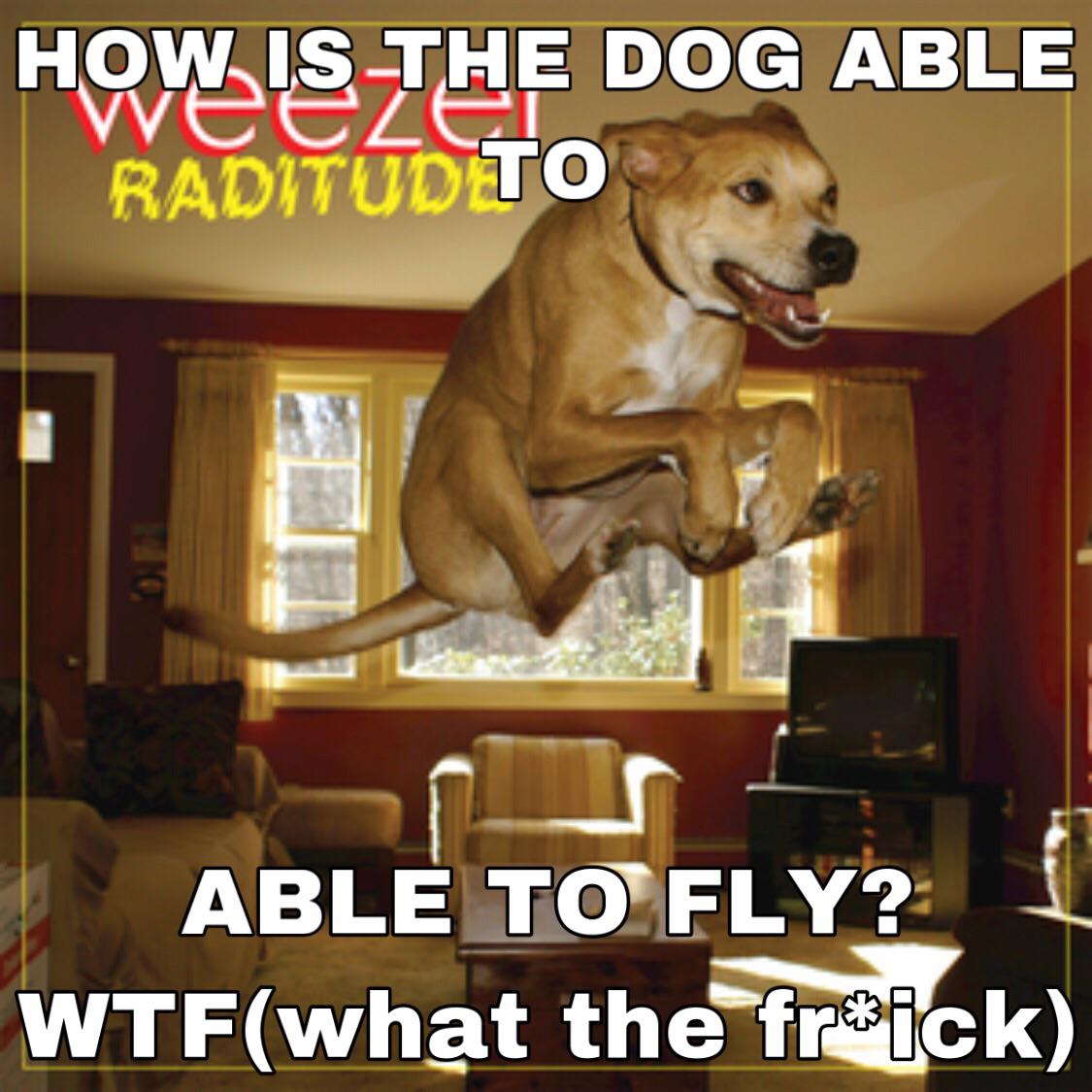 Funny dog | Scrolller