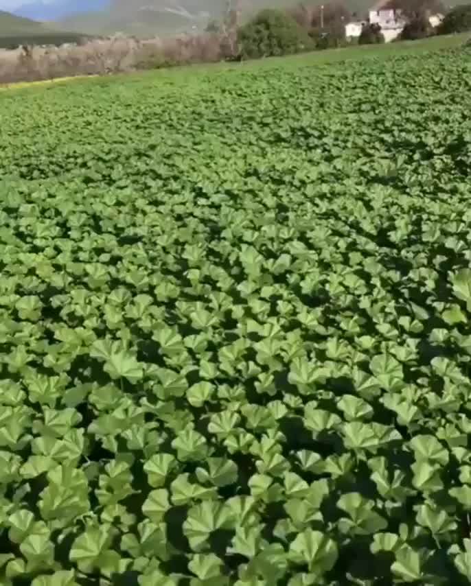 Furry dolphins in a sea of greenery | Scrolller