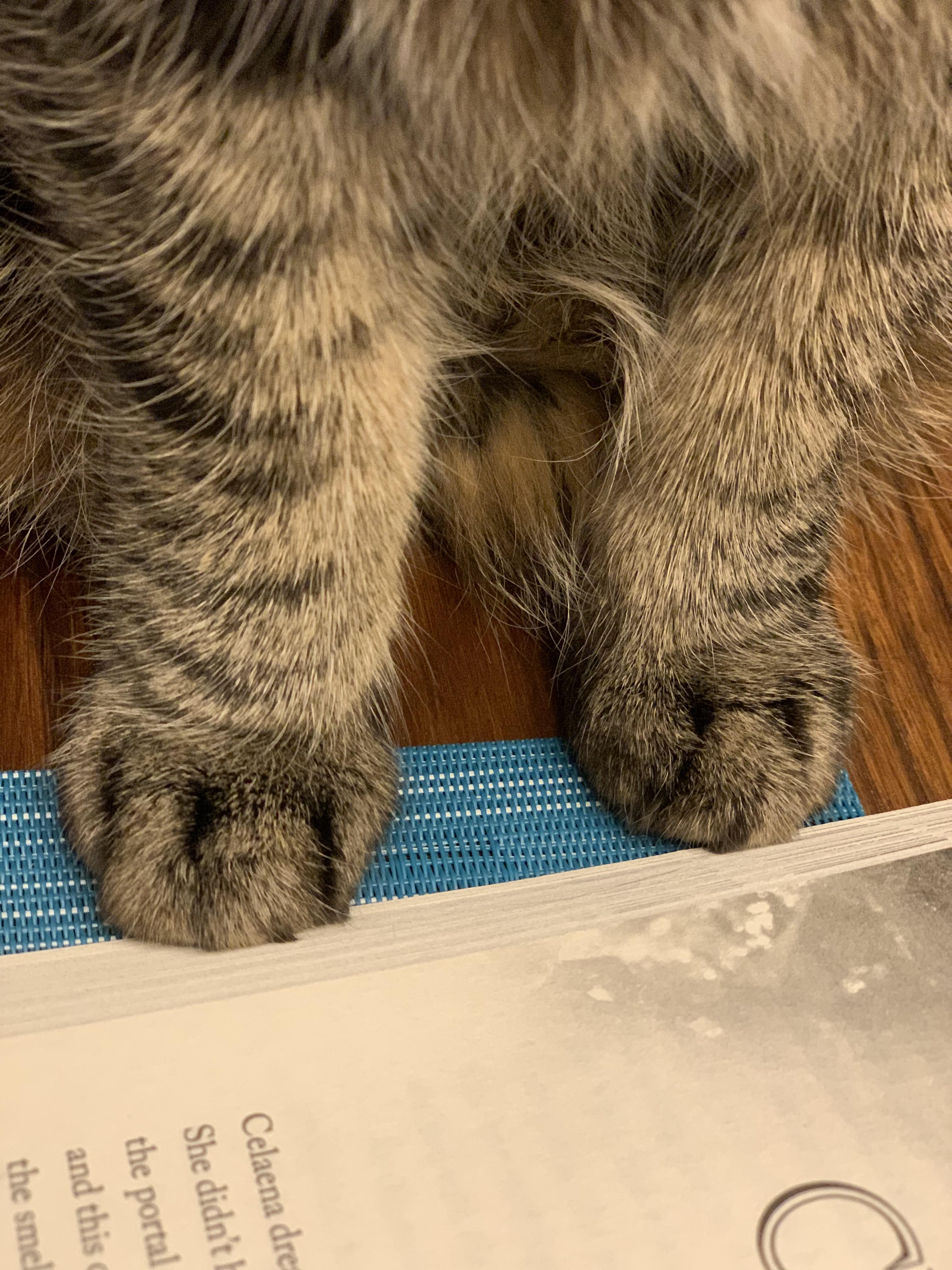 Furry feetsies enjoying a good book | Scrolller