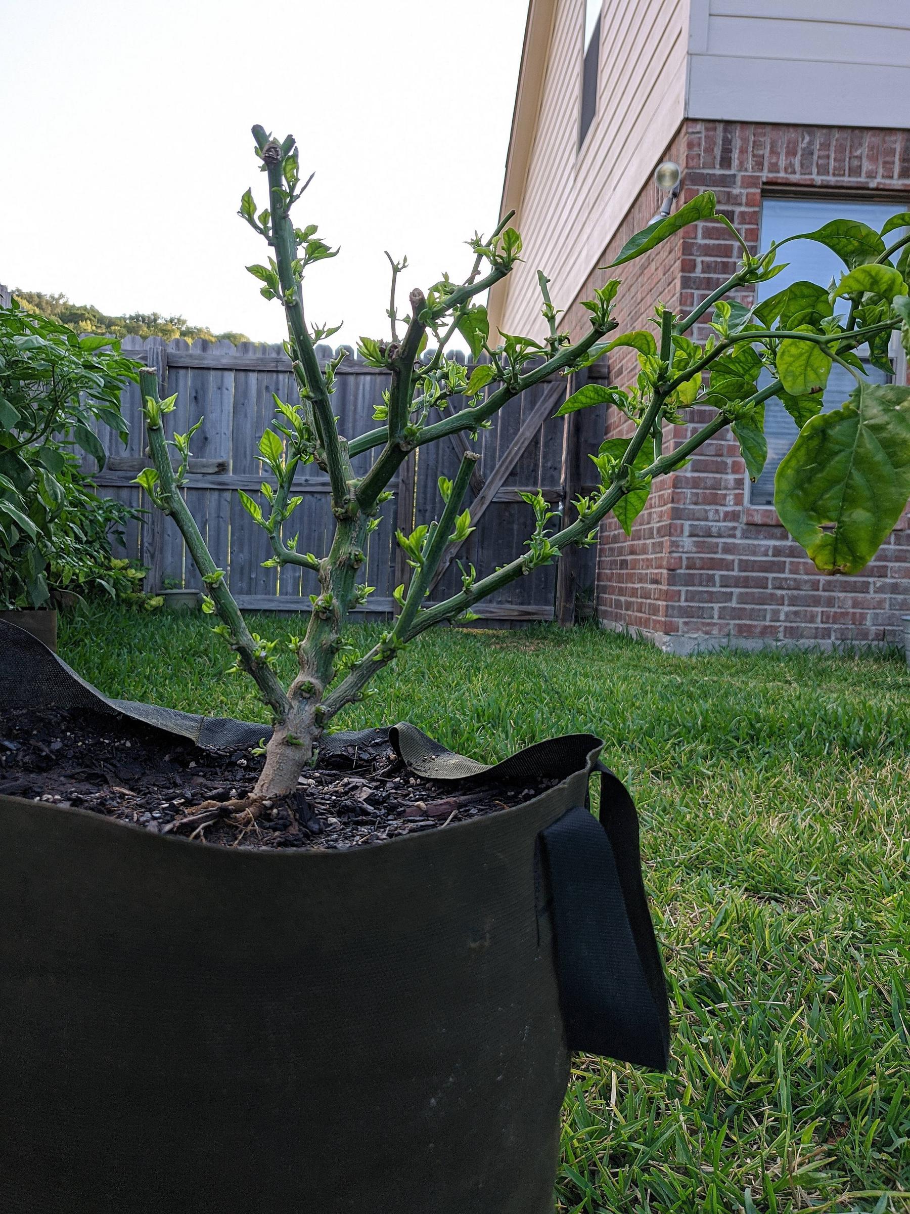 Future Bonchi | Scrolller