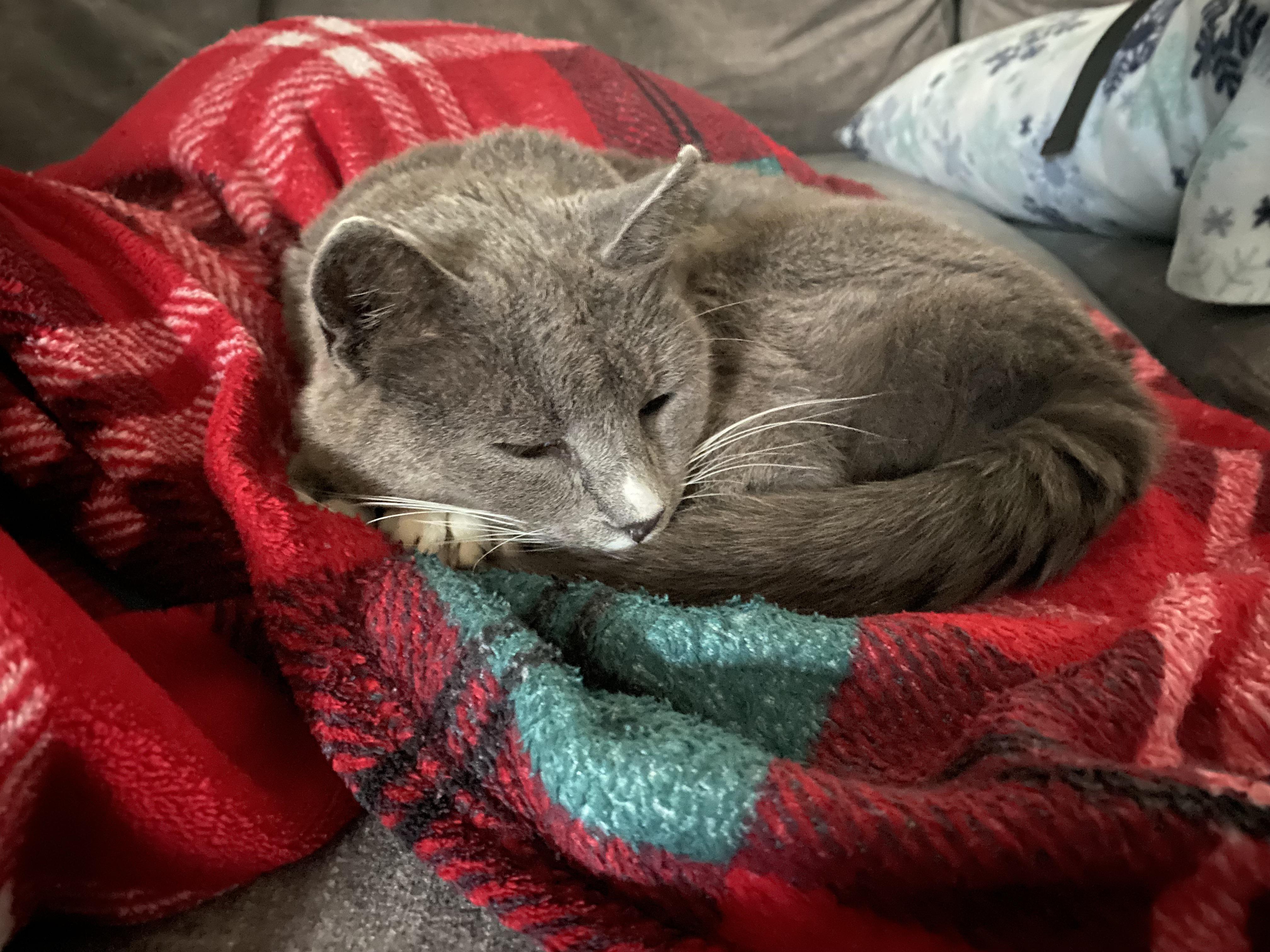 Fuzzy kitty :) | Scrolller