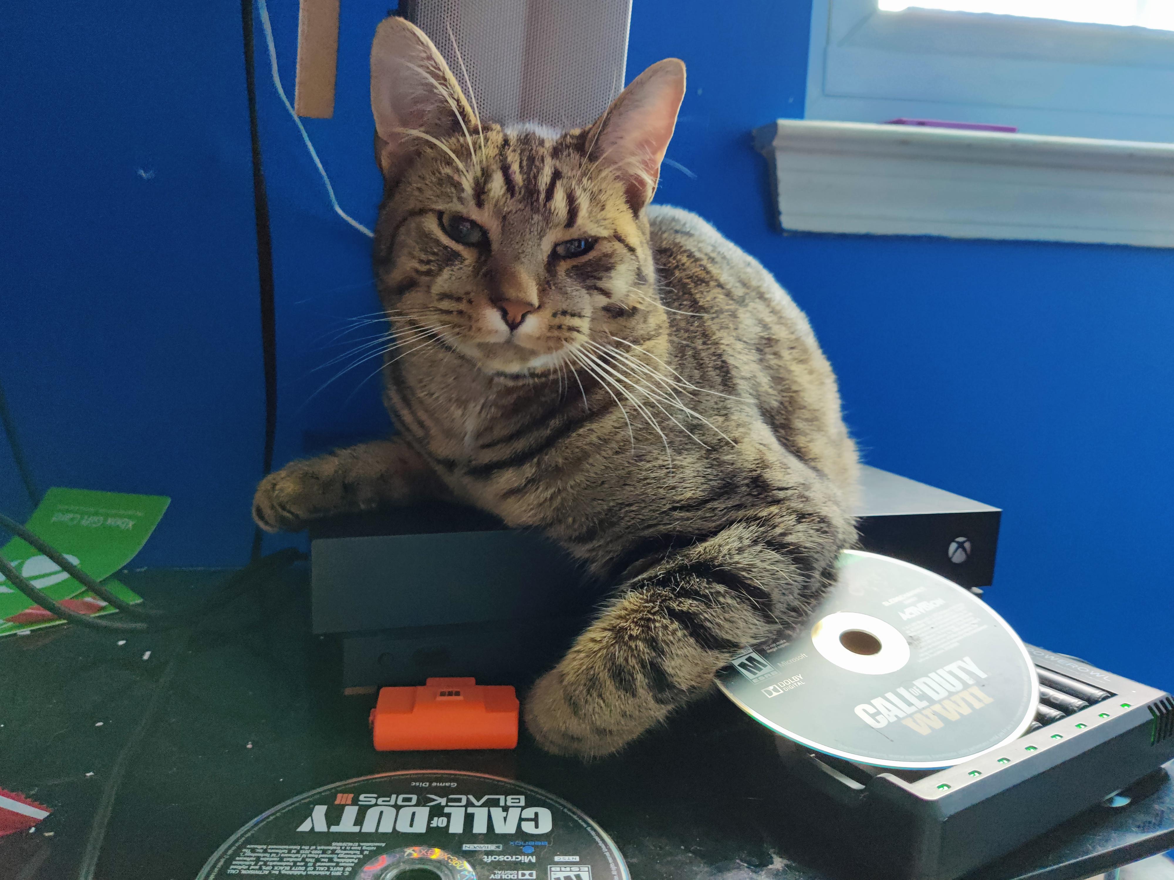 Gamer Cat | Scrolller