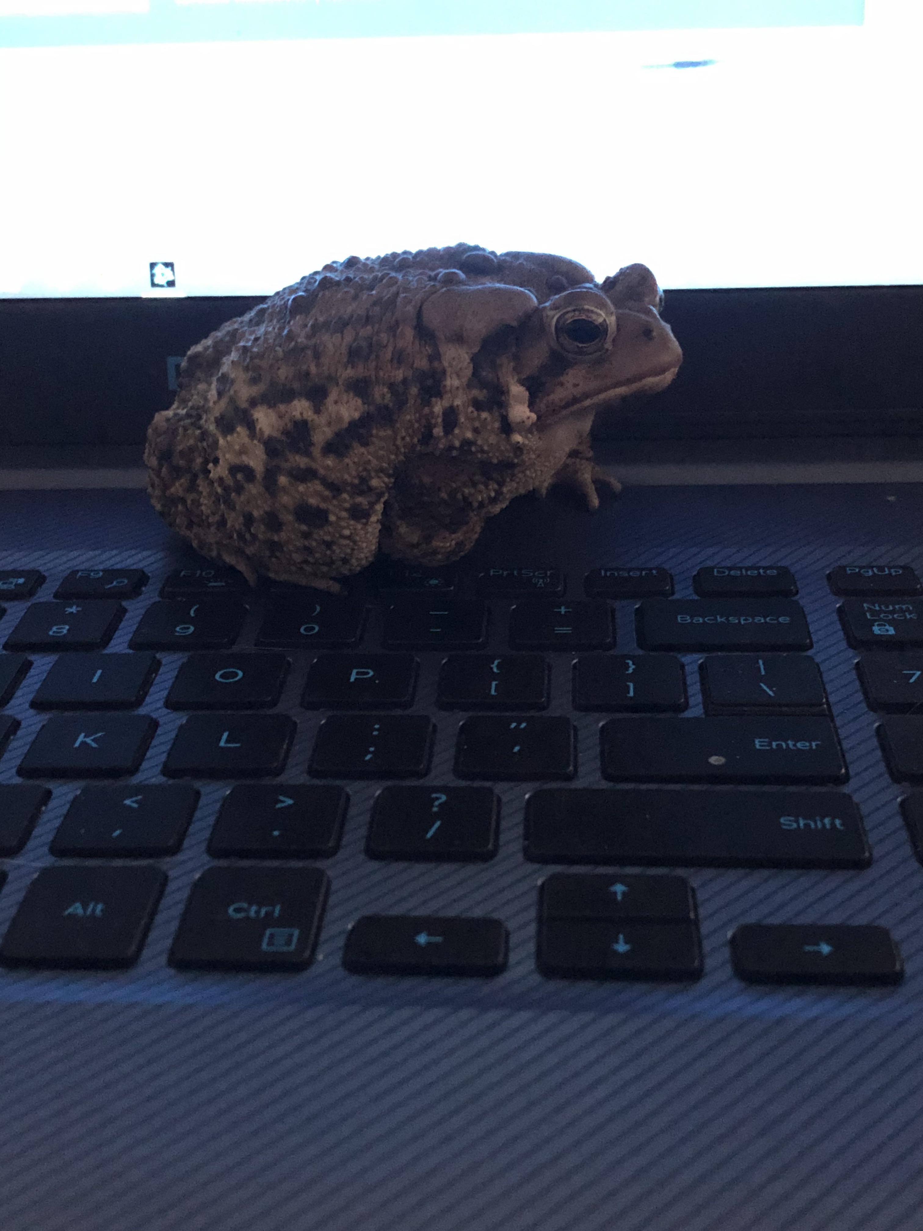 Gamer Girl Scrolller