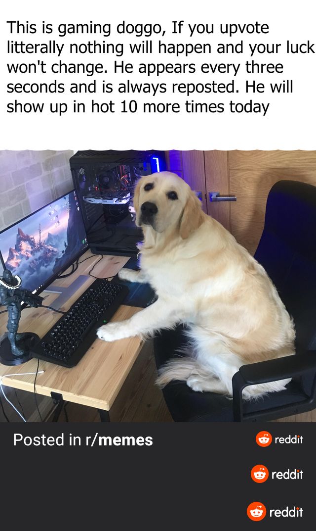 gaming doggo | Scrolller