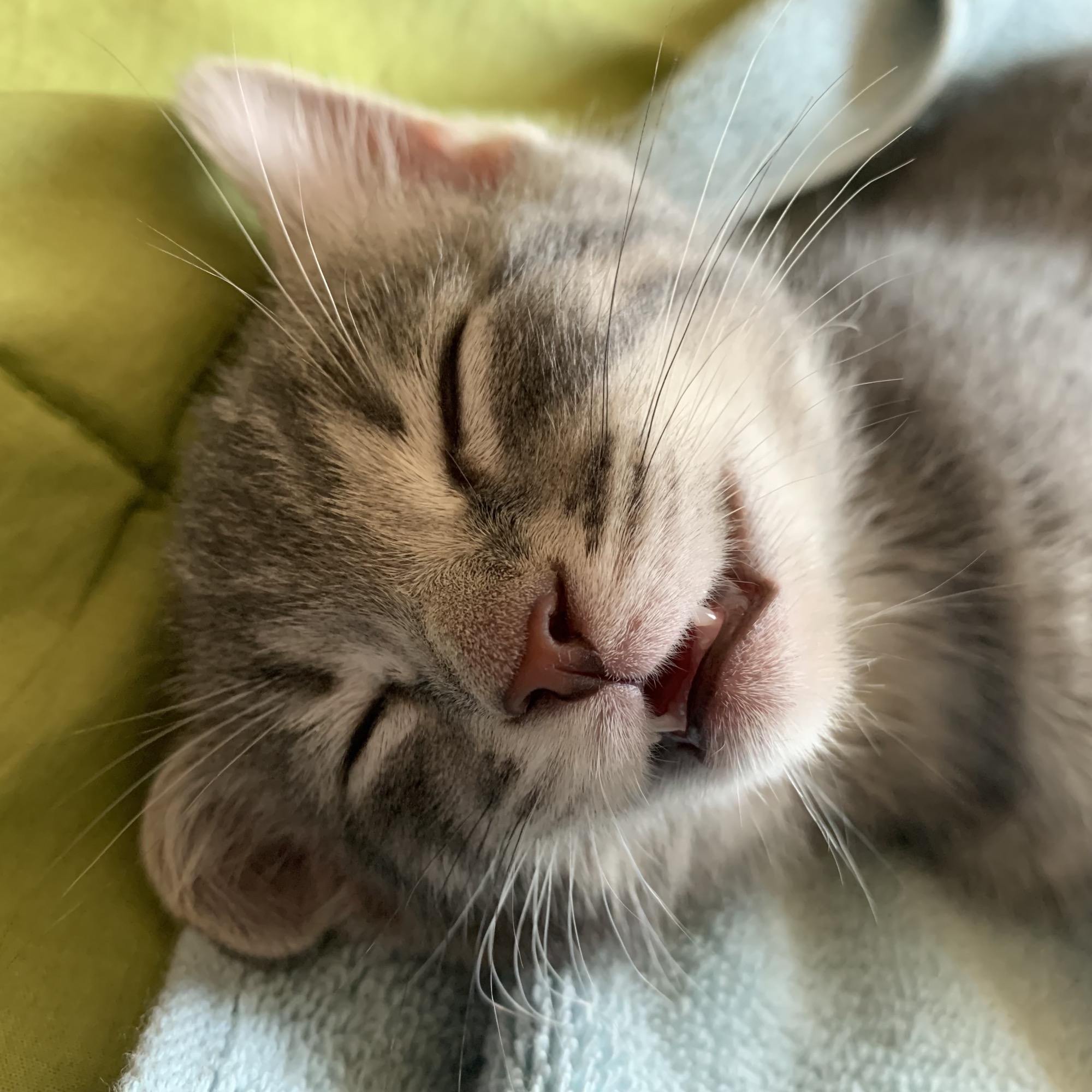 Gandalf fell asleep while meowing. | Scrolller