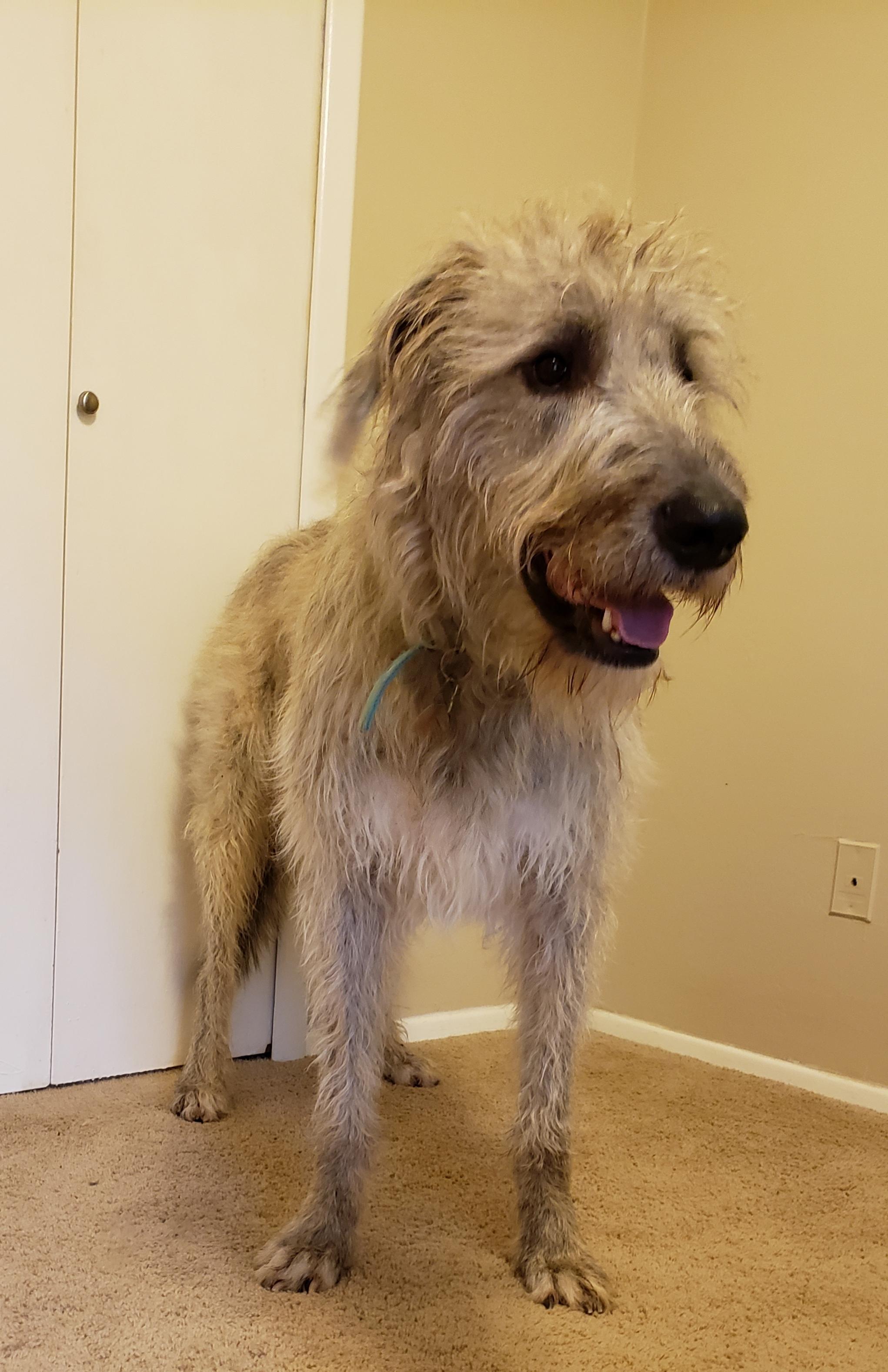 Gandalf, probably thinking about sliding through some mud | Scrolller