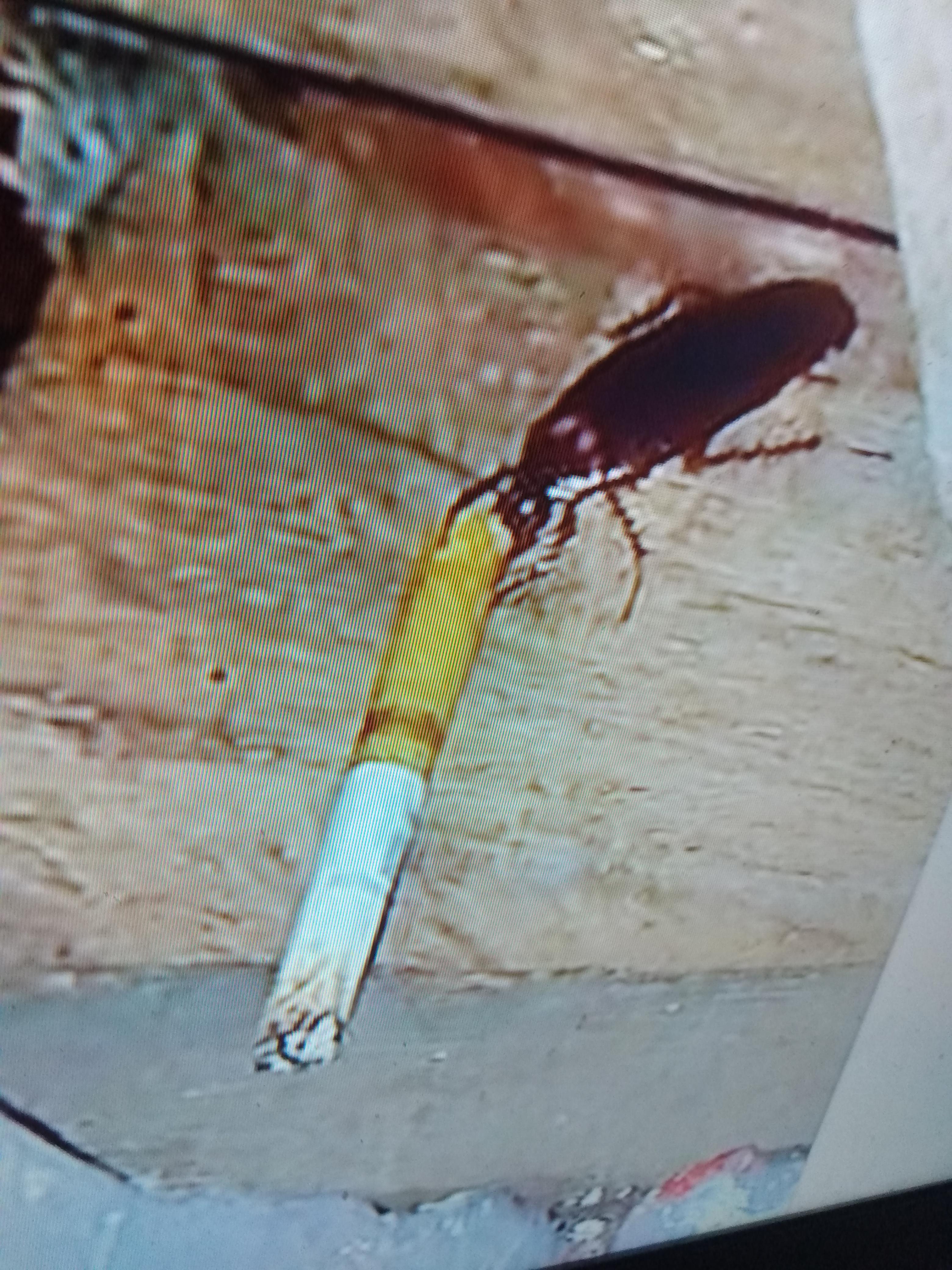 Garcello Cockroach | Scrolller