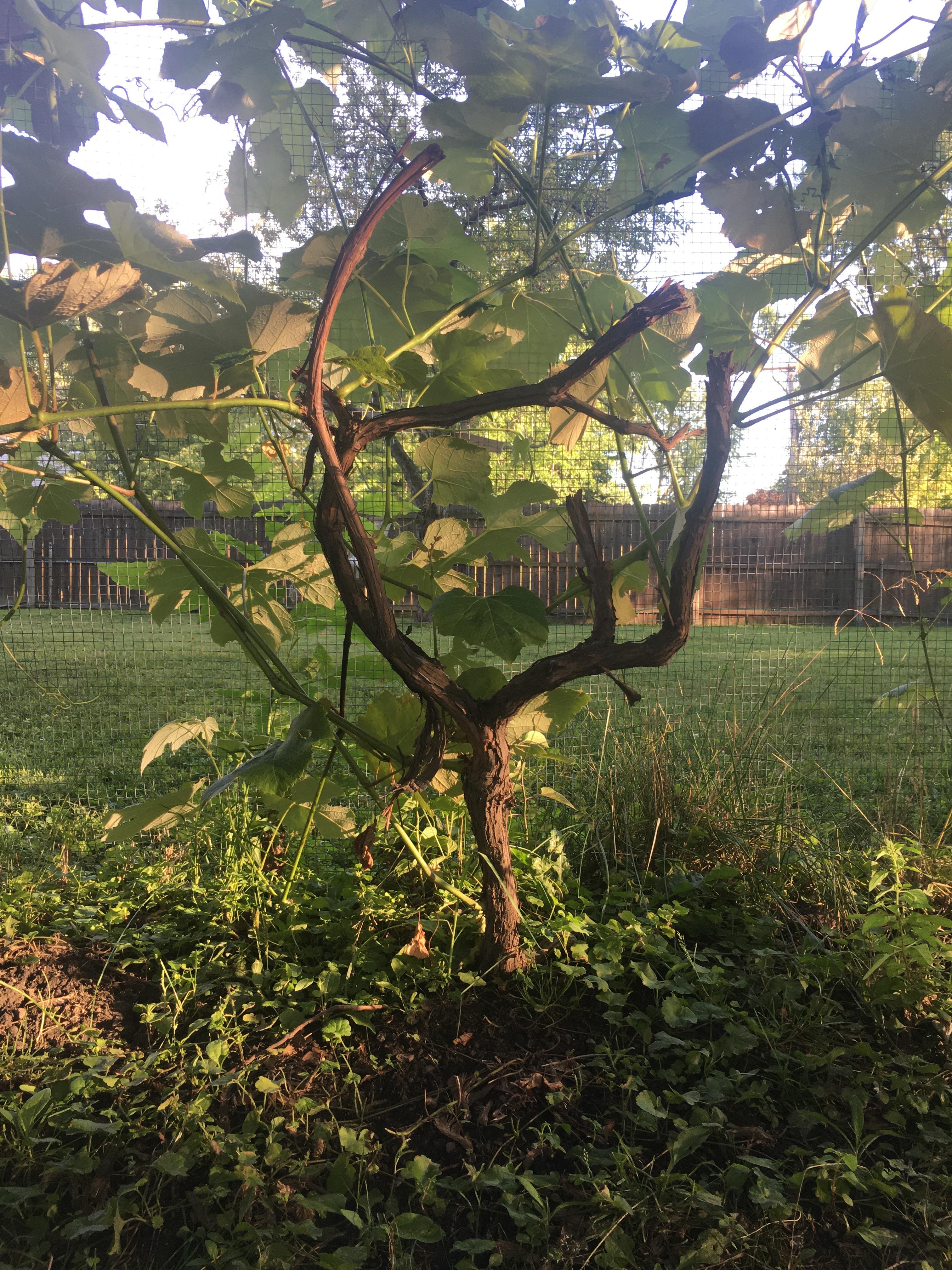 Gardening Tips for Grapevine? | Scrolller