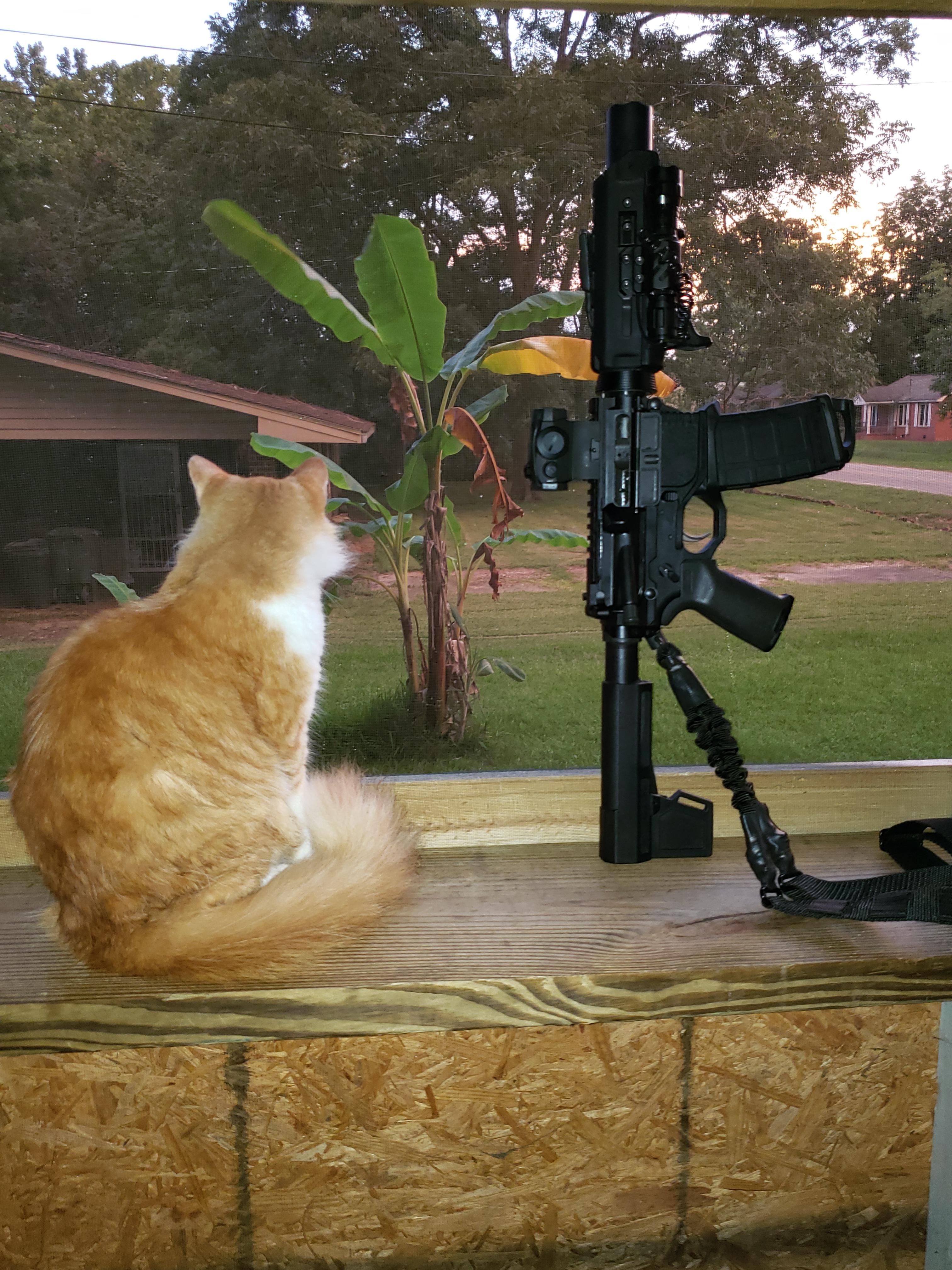 Gat cat on duty | Scrolller