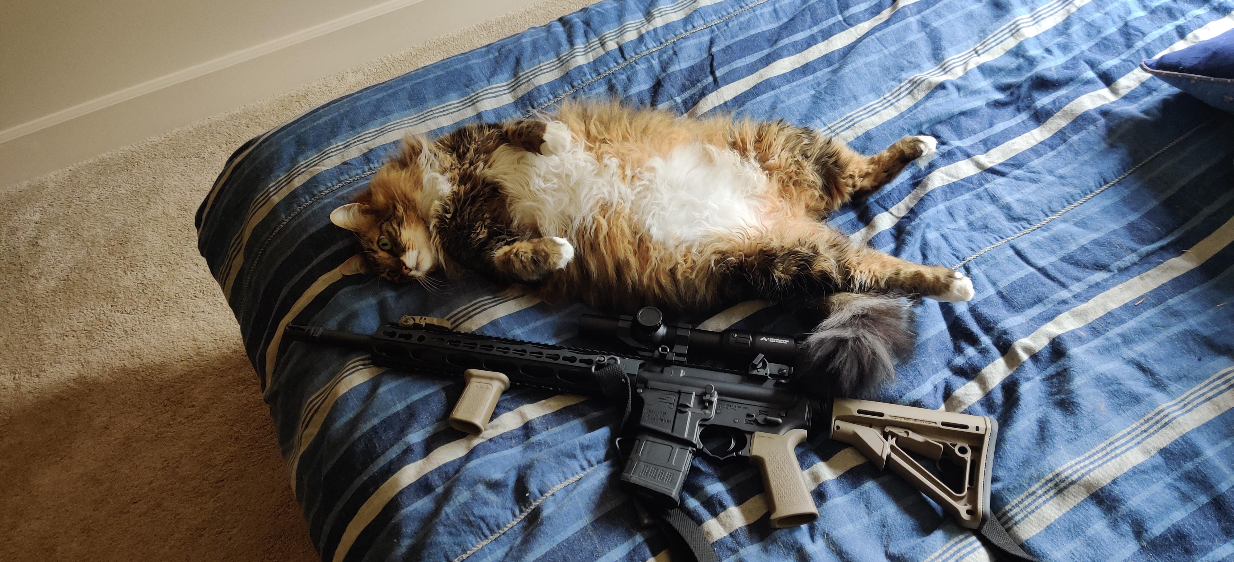Gat-sized cat | Scrolller