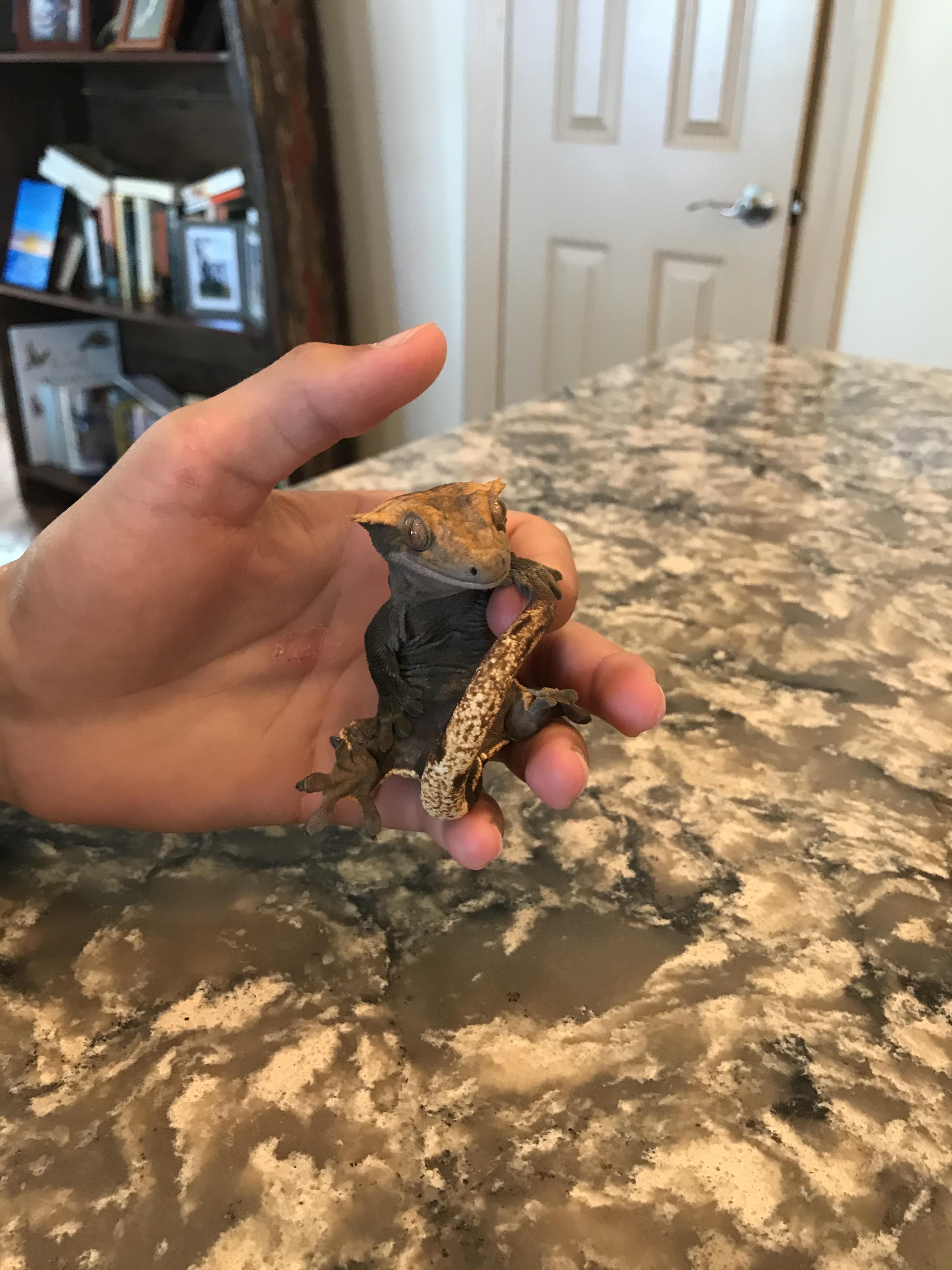 Gecko sitting on my hand | Scrolller