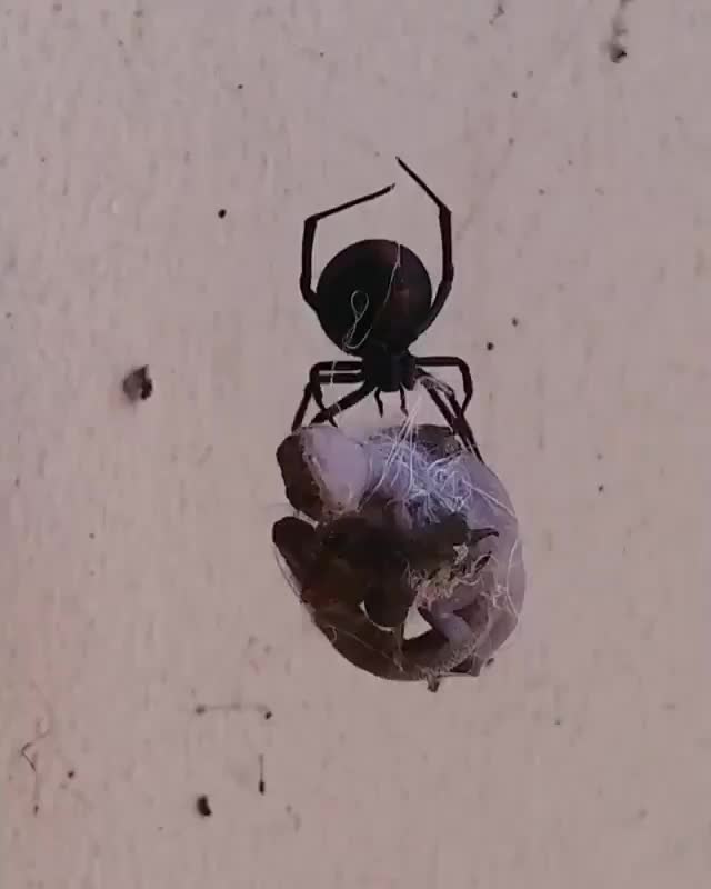 Gecko trapped in a redback spiders’s web | Scrolller