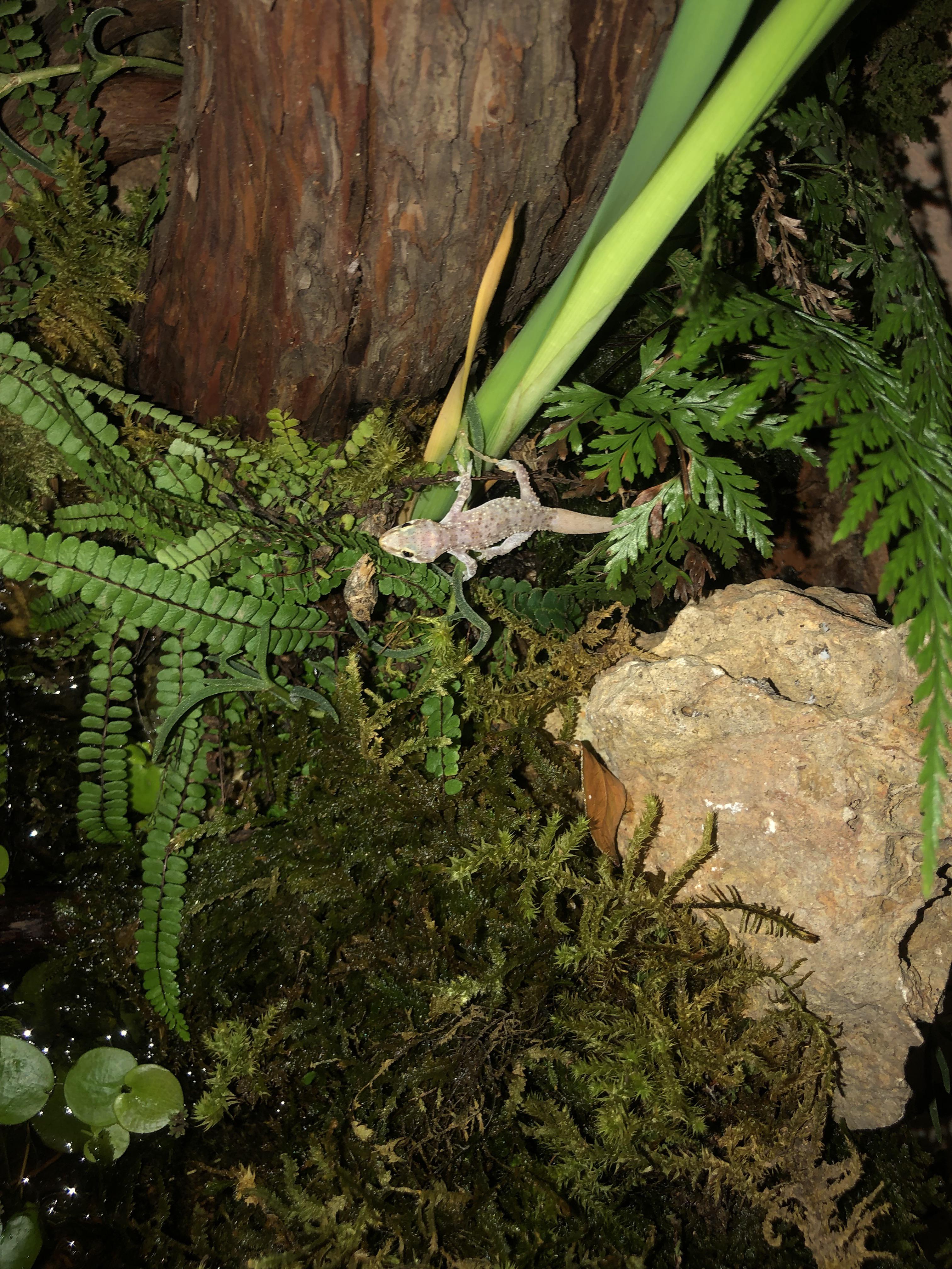 Geckos on my pond eating the invasive snails | Scrolller