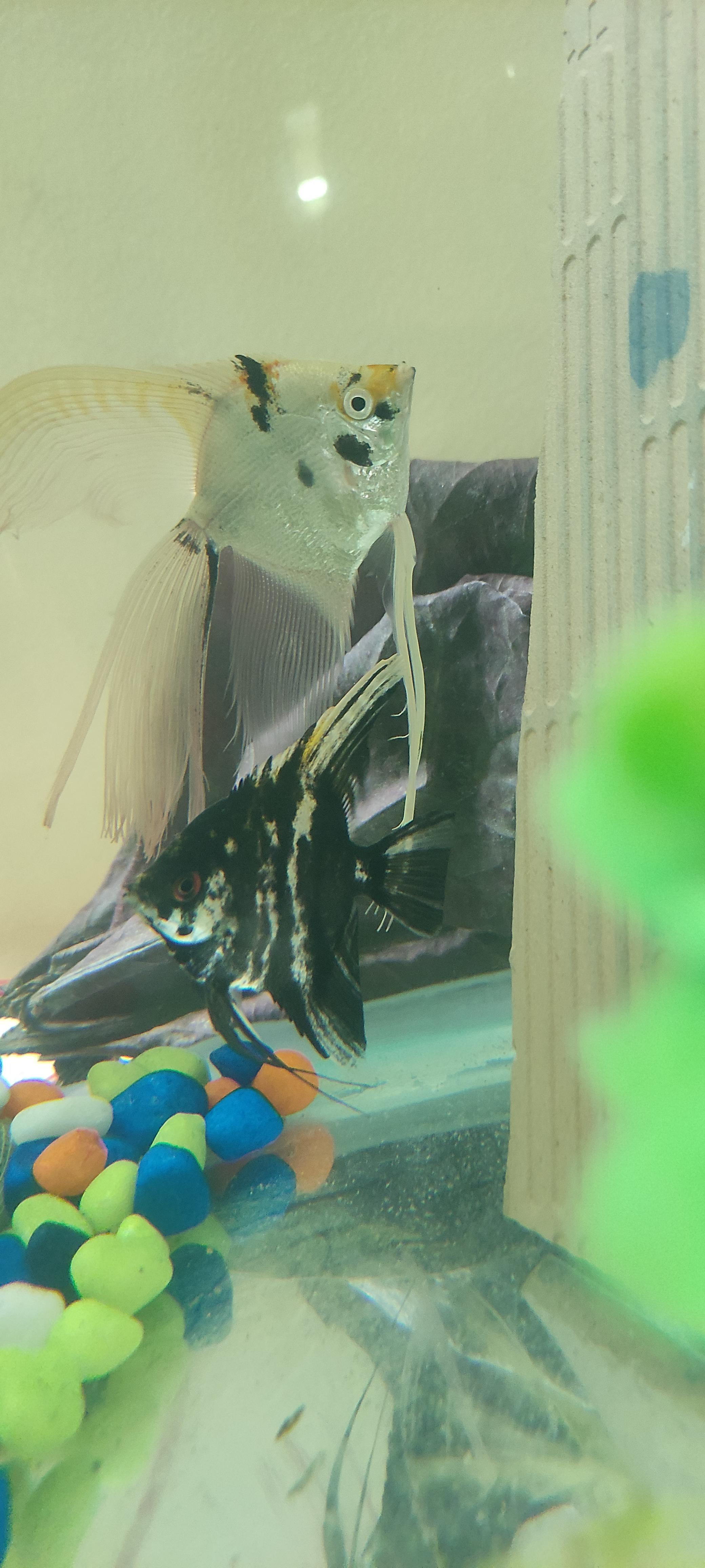 Gender identification pls..?? | Scrolller