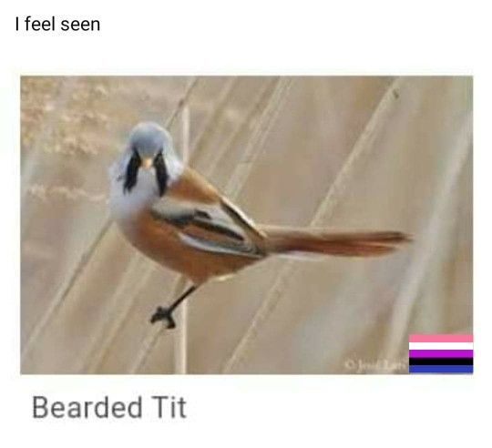 Genderfluid_irl | Scrolller