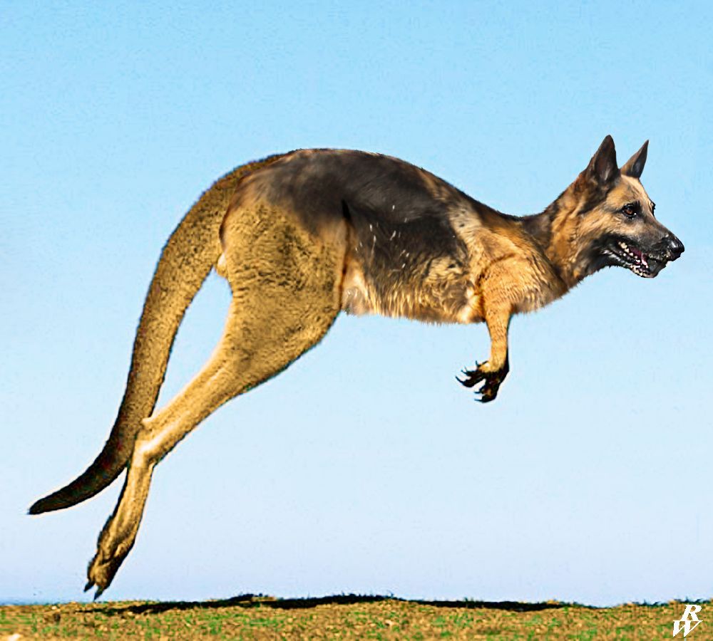 German kangaroo | Scrolller