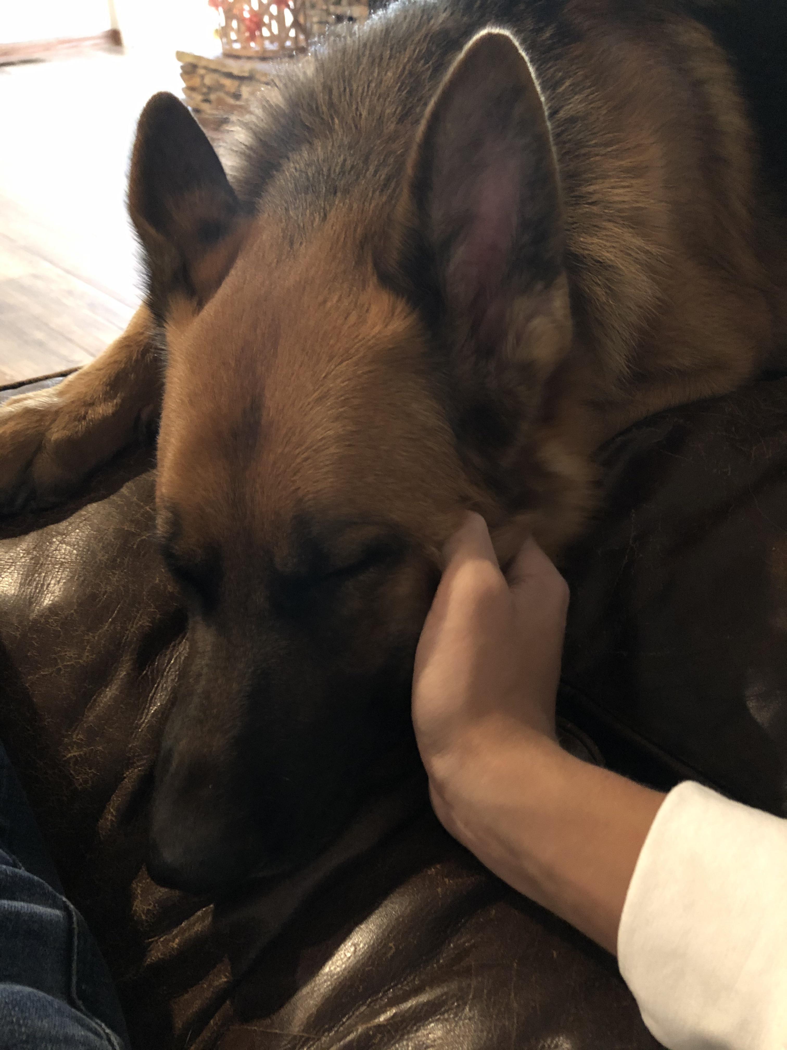 German Shepard fell asleep while I was petting her | Scrolller