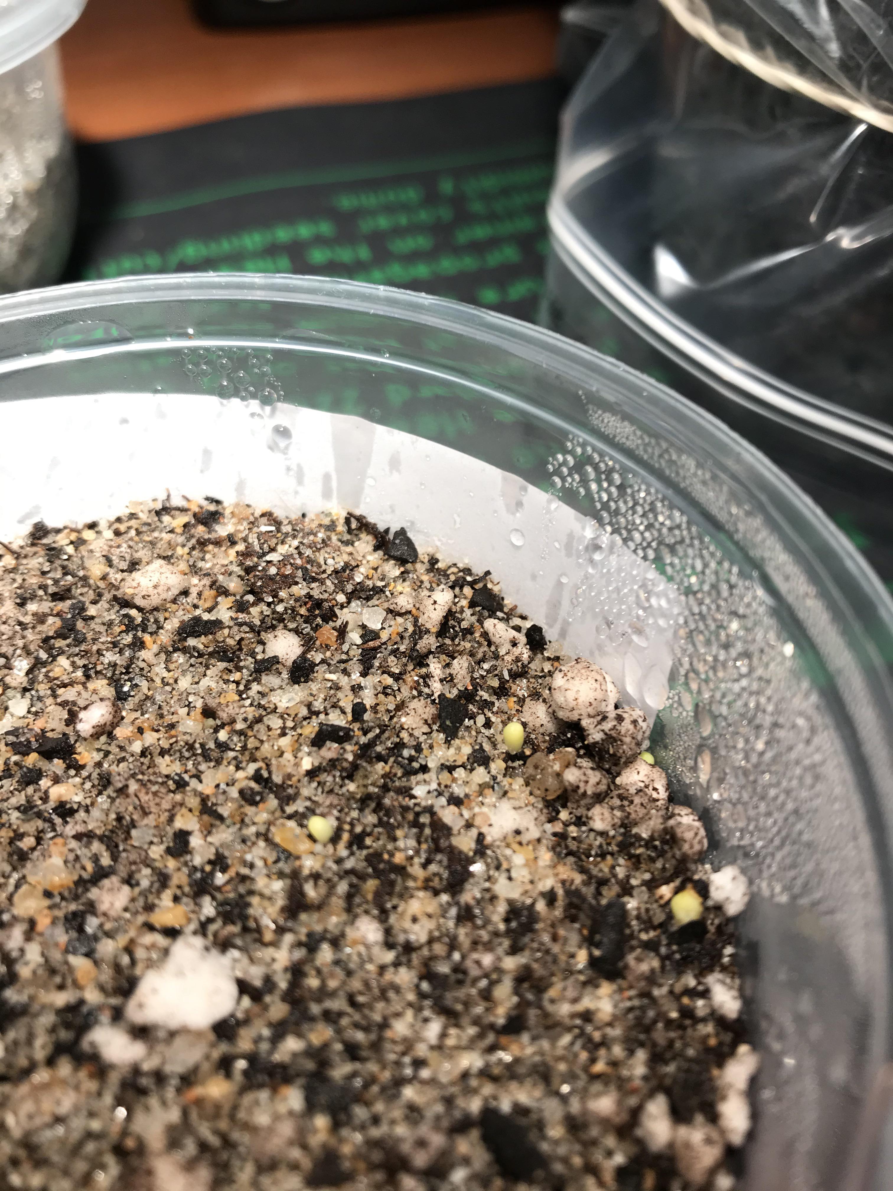 Germinated some cacti (lophophora) now what? 🤣 | Scrolller
