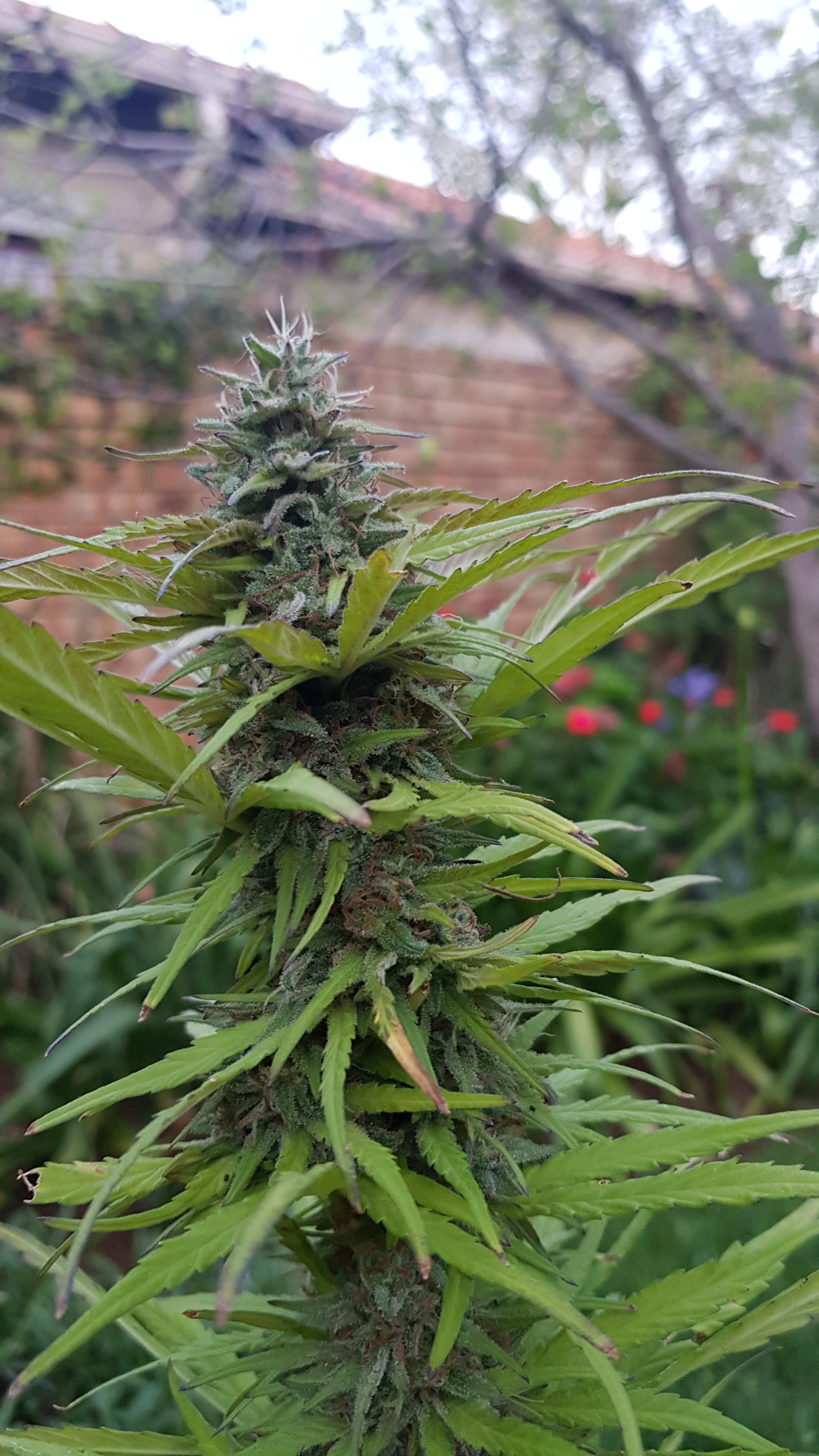 Getting closer now... Southern hemisphere, bag seed. | Scrolller