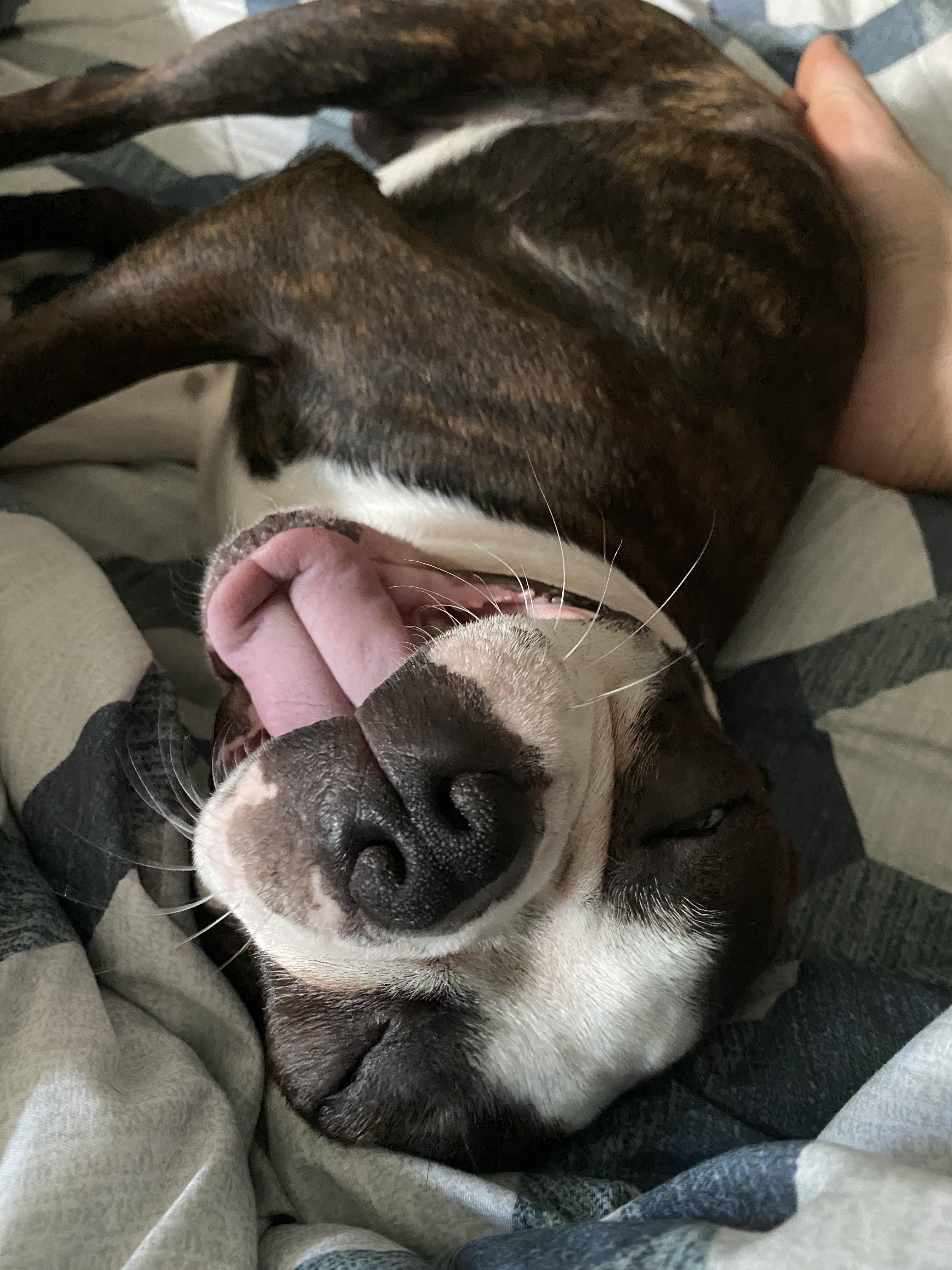 Getting comfy for his nap time | Scrolller