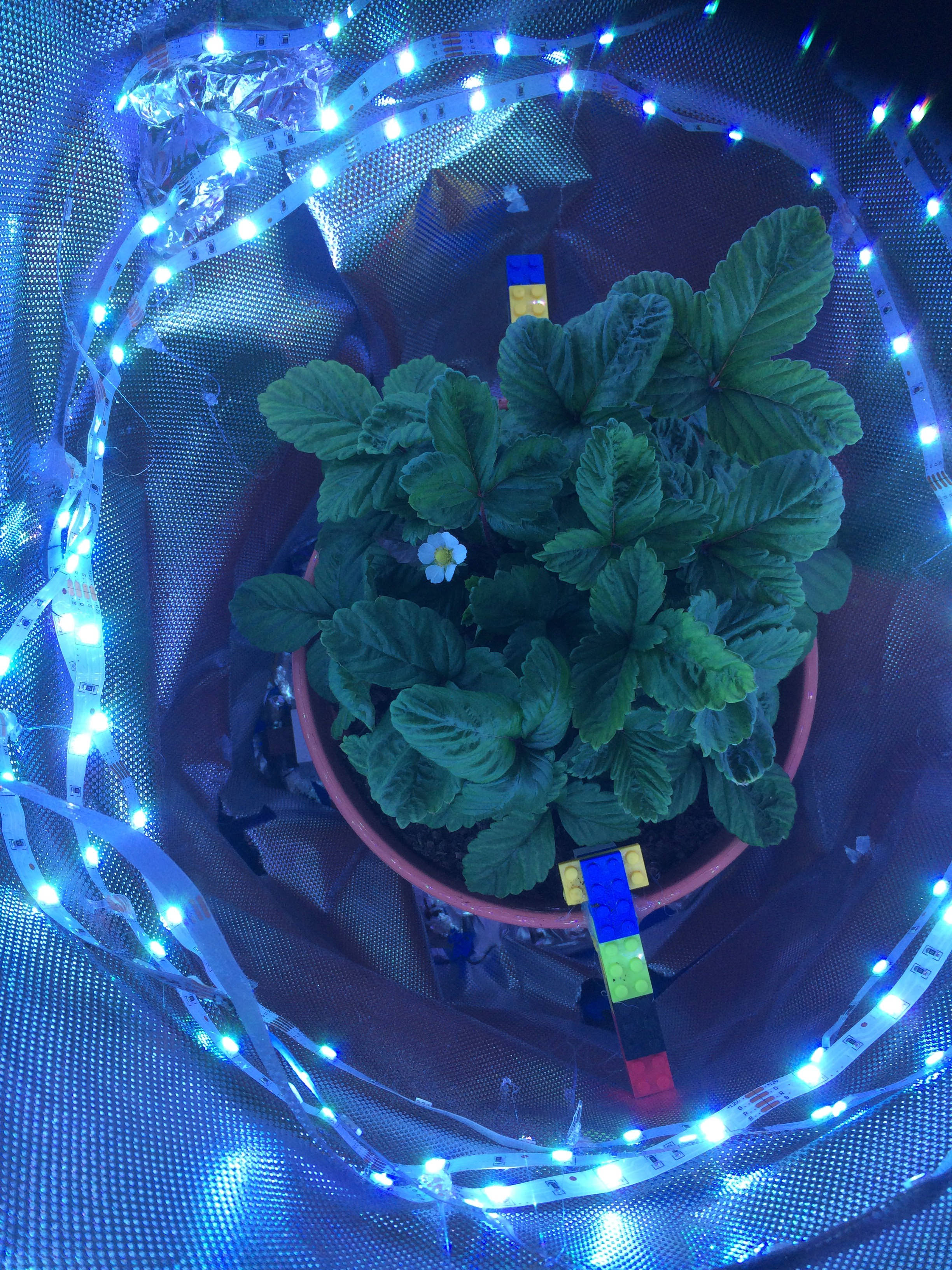 Getting strawberry flowers on day 40 from seed | Scrolller