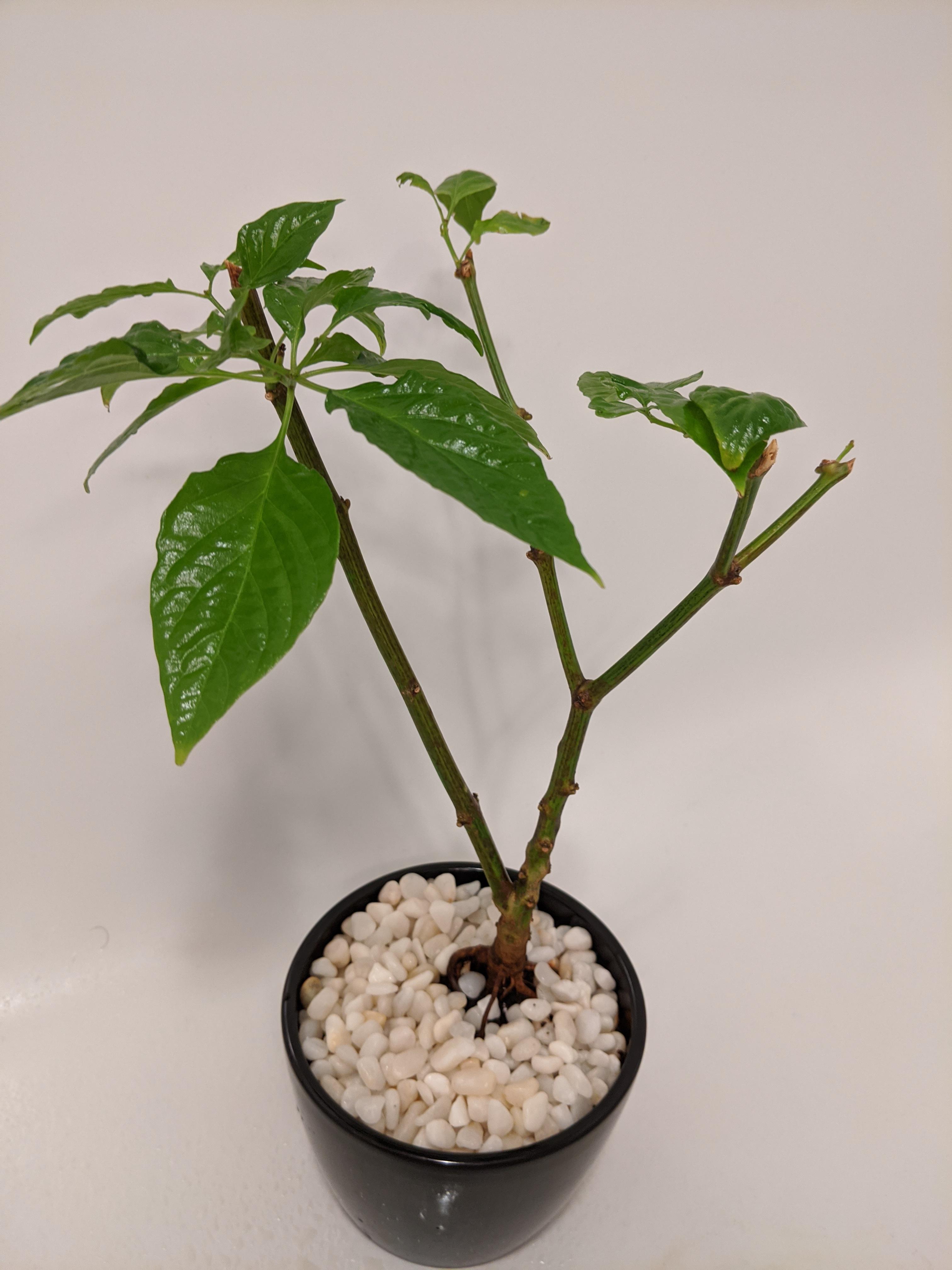 Ghost pepper bonchi! | Scrolller