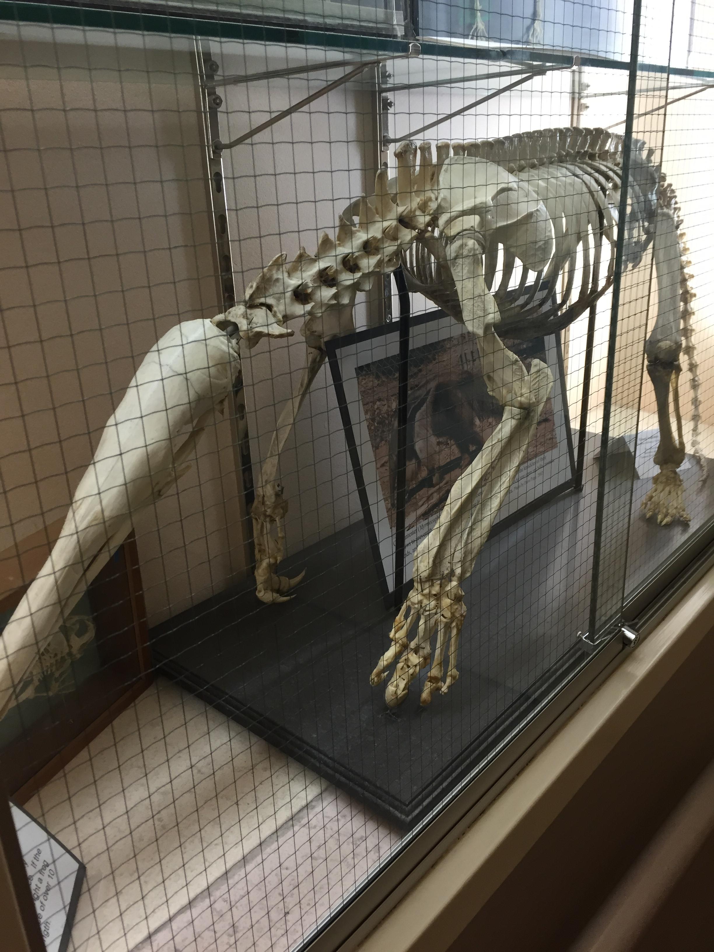 Giant Anteater skeleton on display at Washington State University | Scrolller