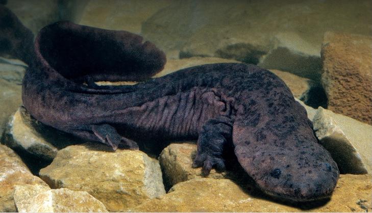 Giant Chinese salamander (🐸 Amphibian gang 🐸) | Scrolller