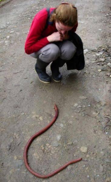 Giant Gippsland earth worm (Australia) | Scrolller