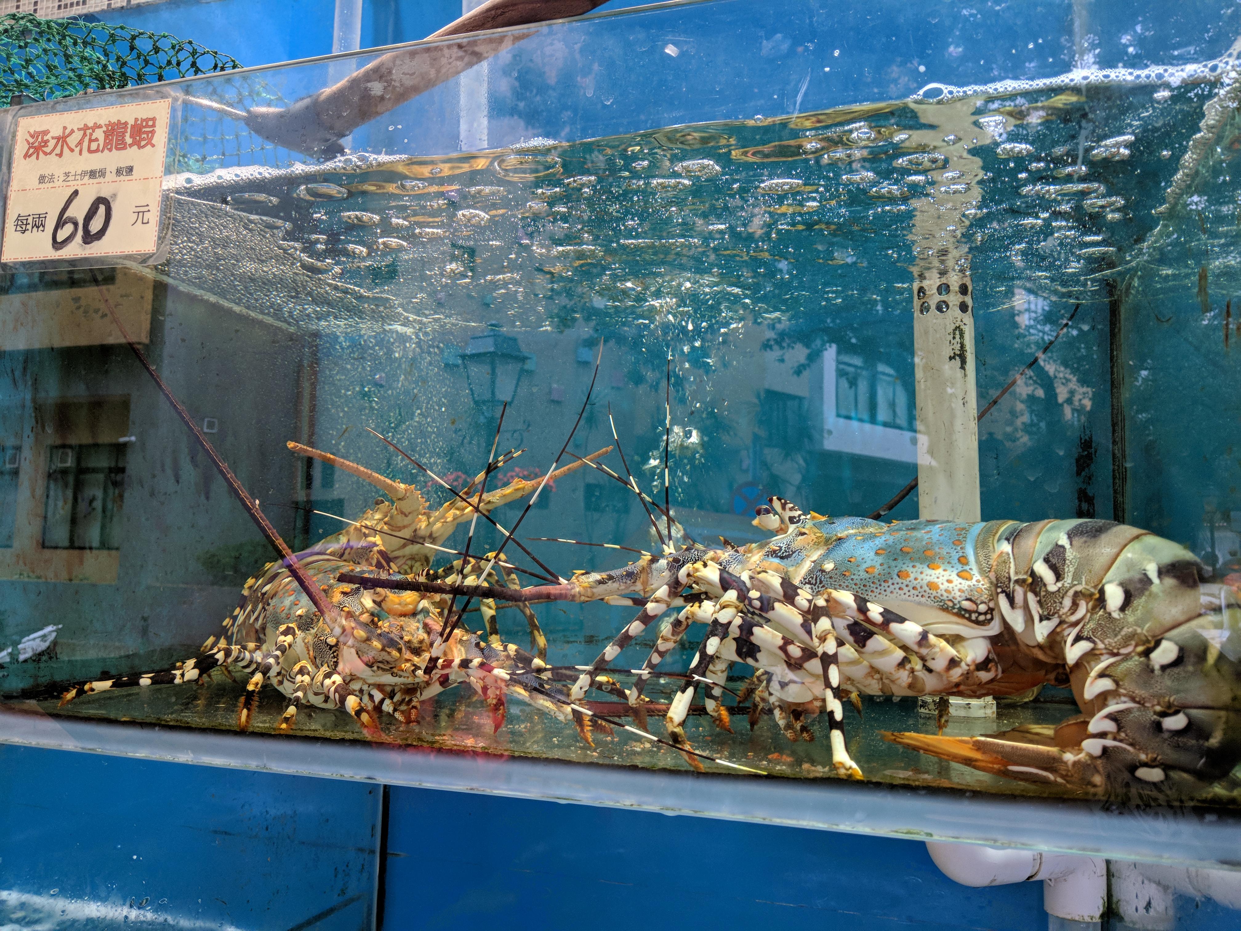 Giant lobster | Scrolller