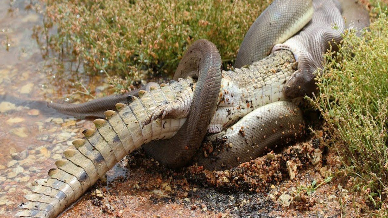 Giant Python swallows it's crocodile meal. | Scrolller