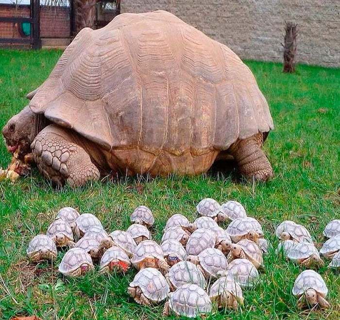 Giant Tortoise And Her Babies | Scrolller
