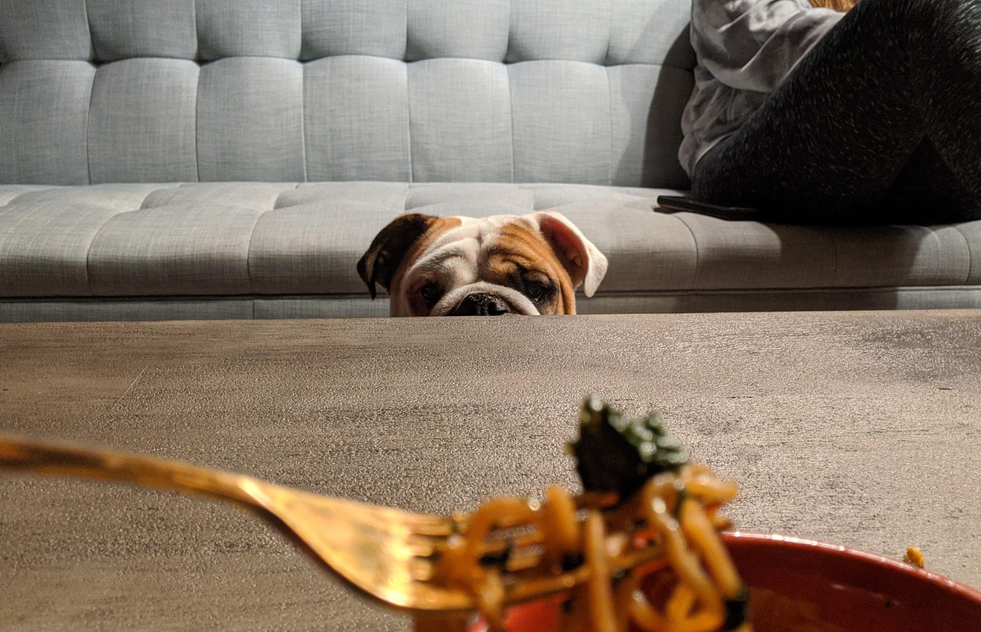 Gib me bite | Scrolller