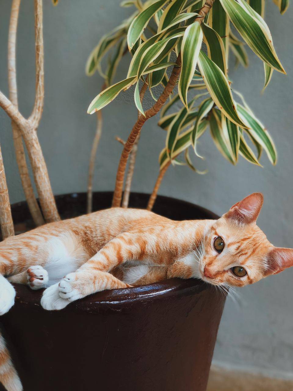 Ginger potted plant growing beautifully | Scrolller