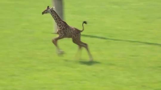 Giraffe calf zooming around | Scrolller