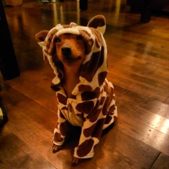 Giraffe Dog. | Scrolller