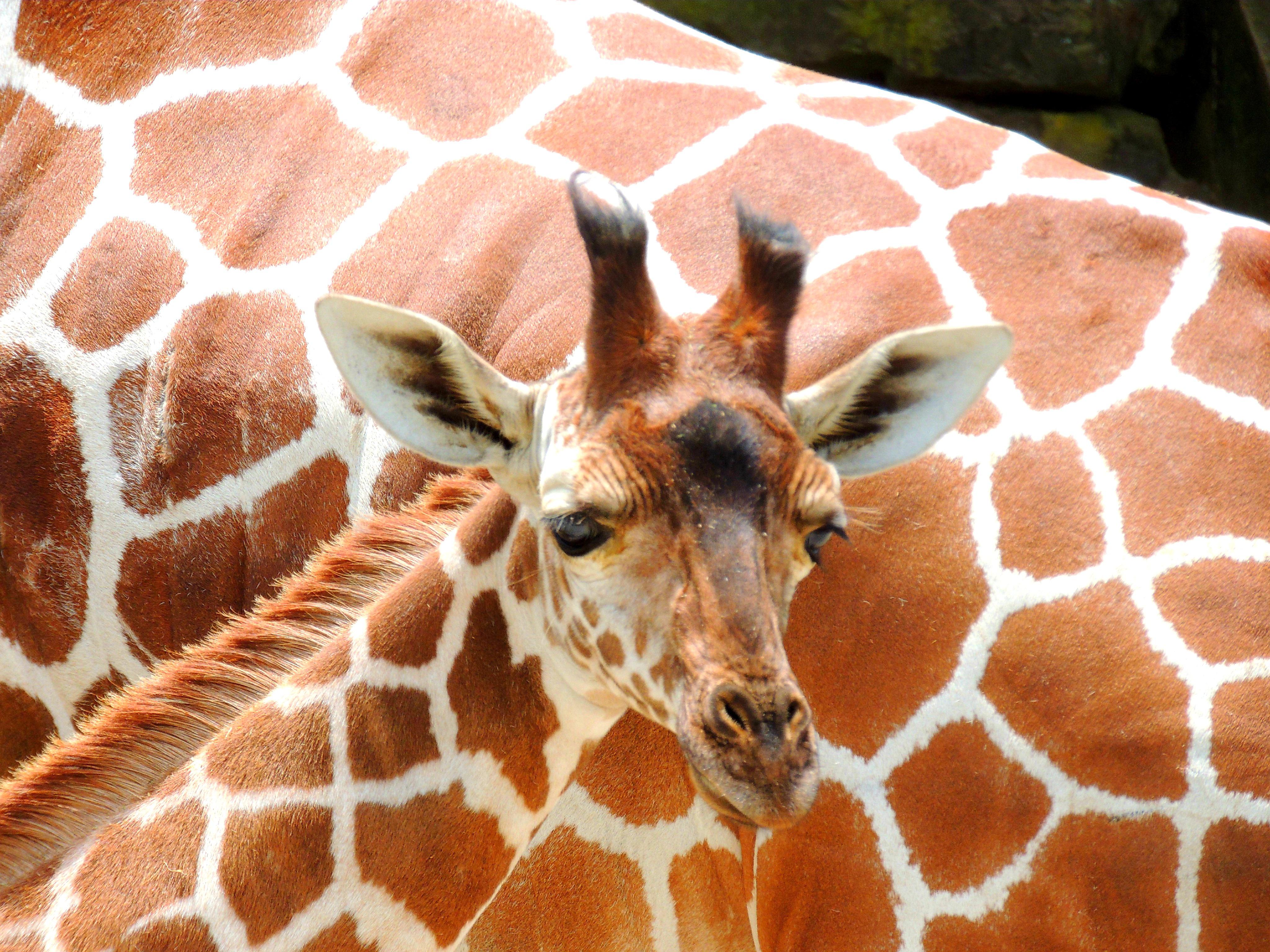 Giraffe Love! | Scrolller