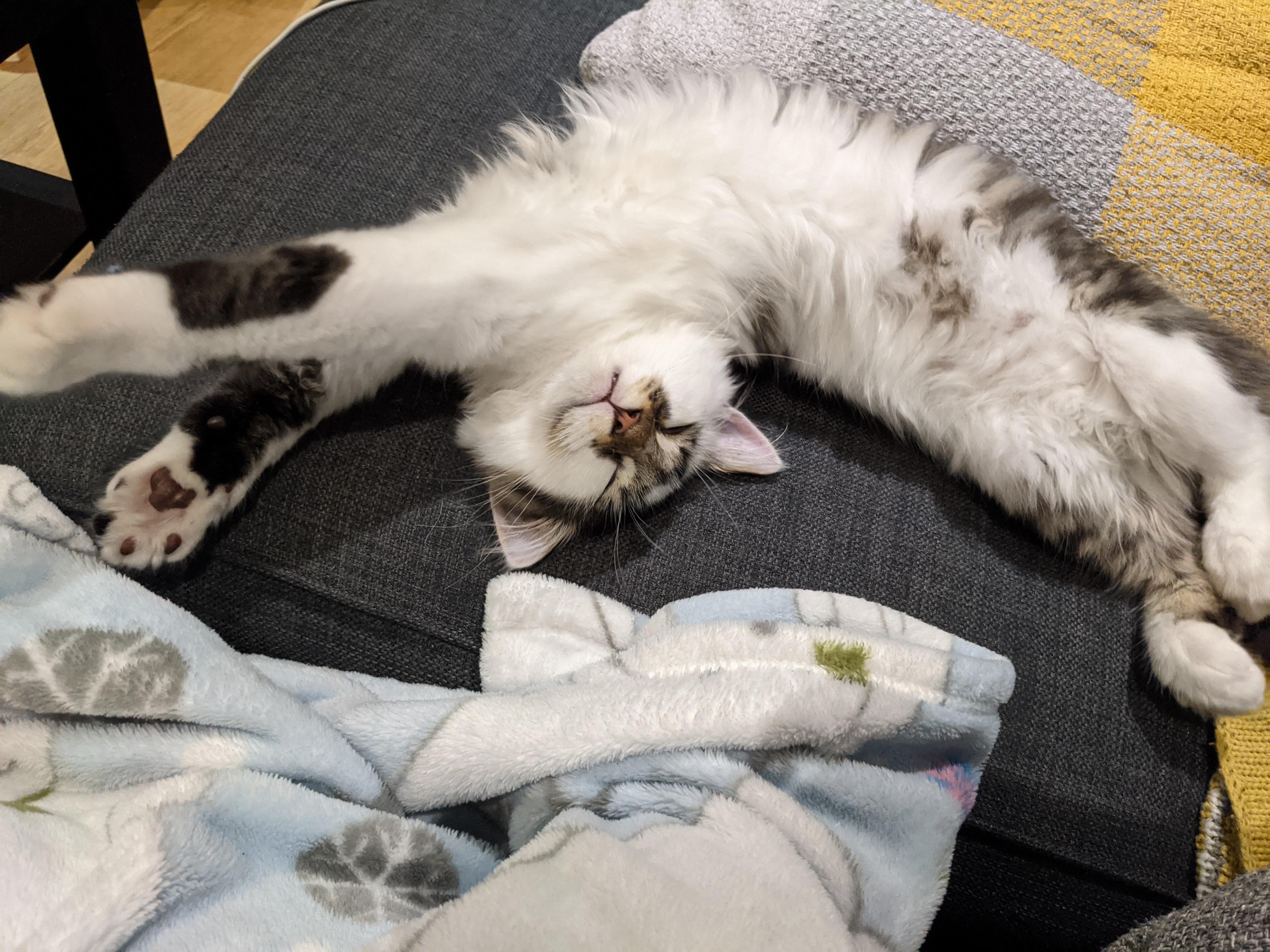 Giuseppe's ultimate napping position 💤 | Scrolller