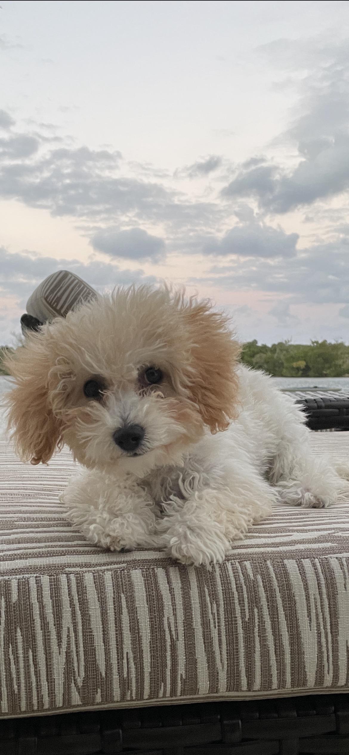 Giving her best puppy pose! | Scrolller