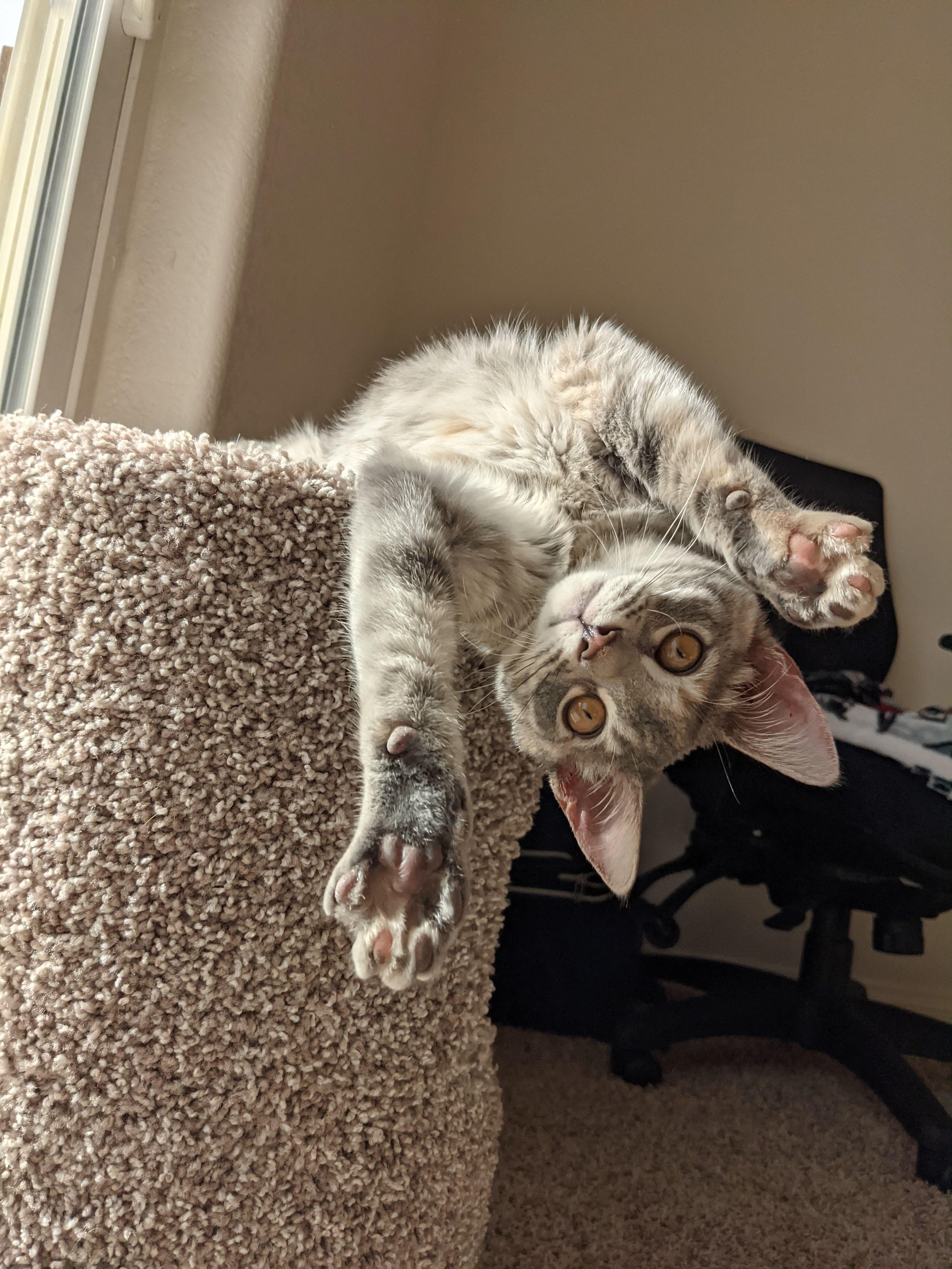 Gizmo the goofy kitty | Scrolller