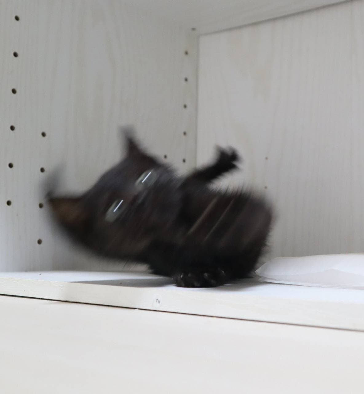 Go bananas! | Scrolller