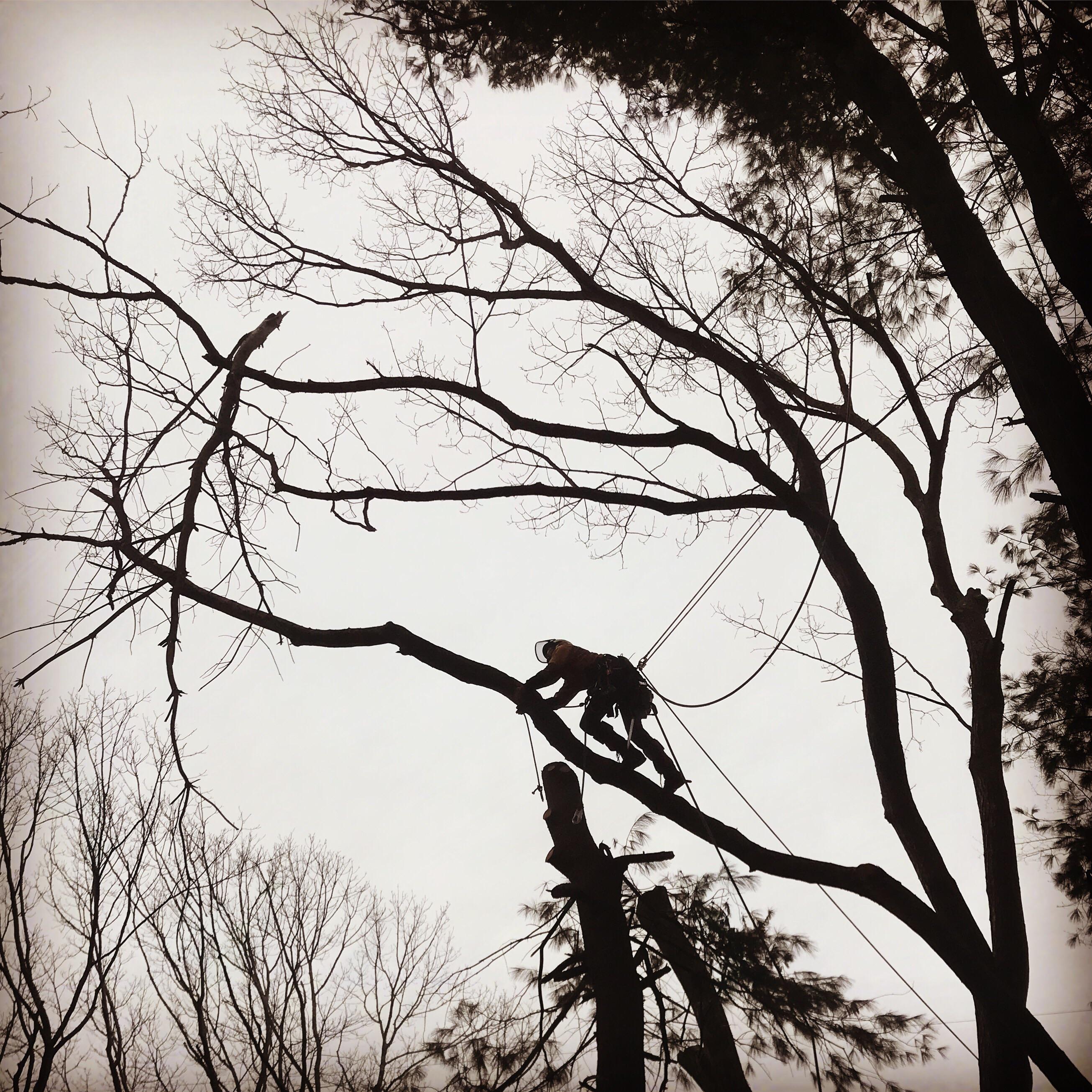 Going After A Hanger Before Rigging Down This White Oak Scrolller