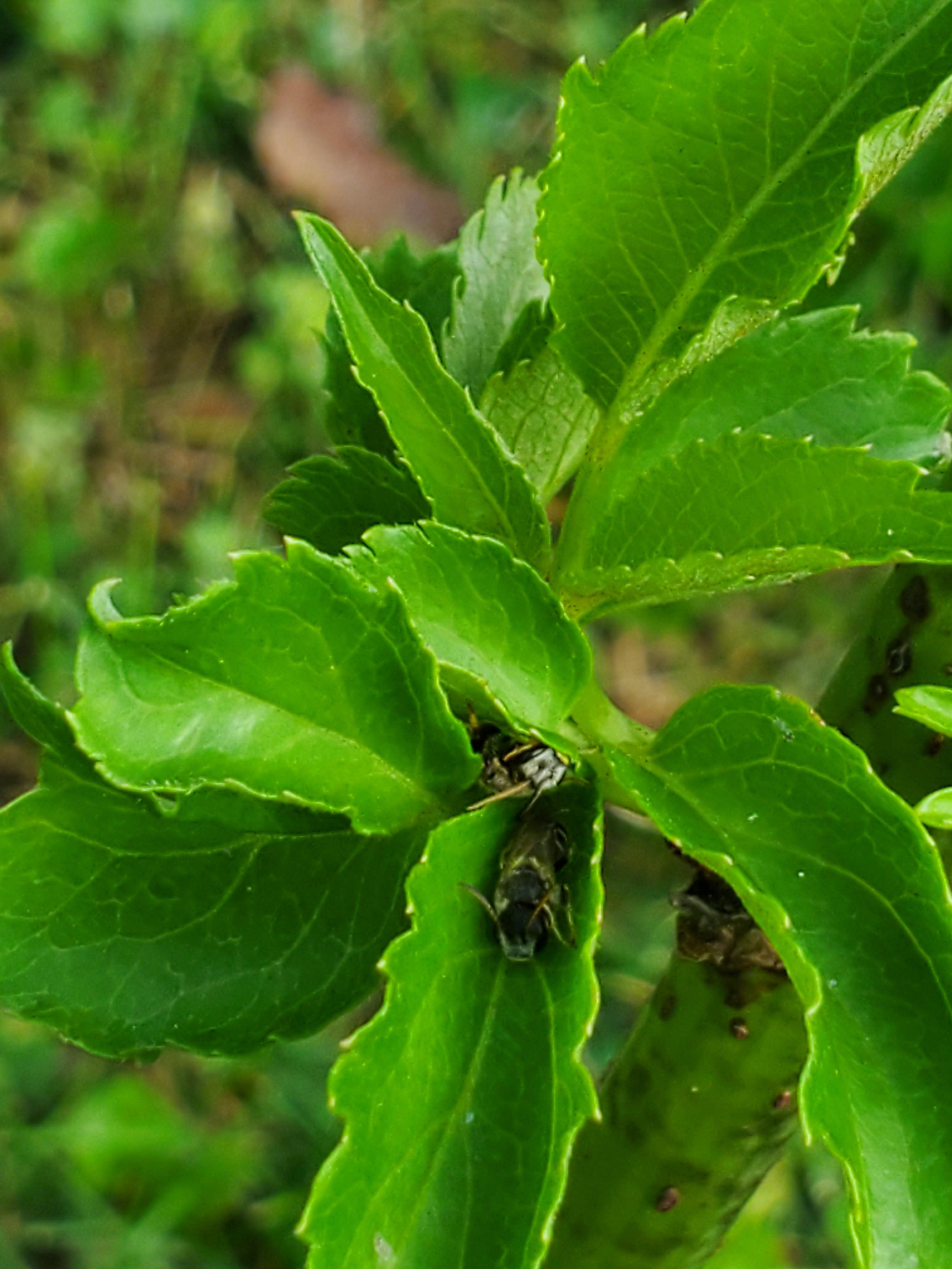 Going through old photos: two male solitary bees in a "sleeping cluster" in some curled ...