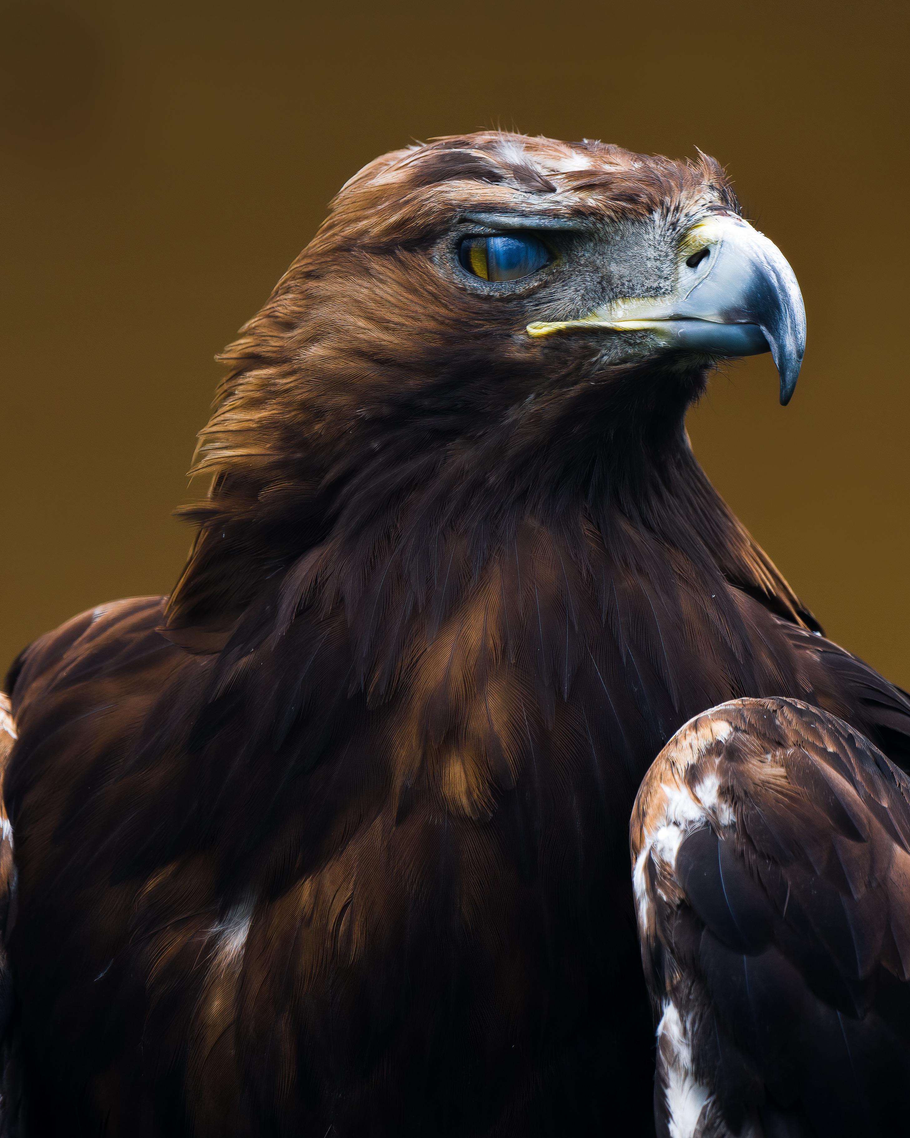 Golden Eagle | Aquila chrysaetos | Scrolller