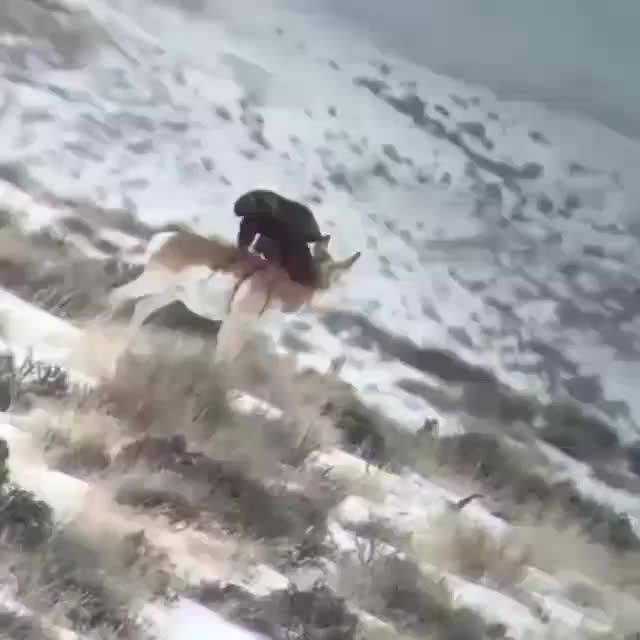 Golden eagle disemboweling a pronghorn alive | Scrolller