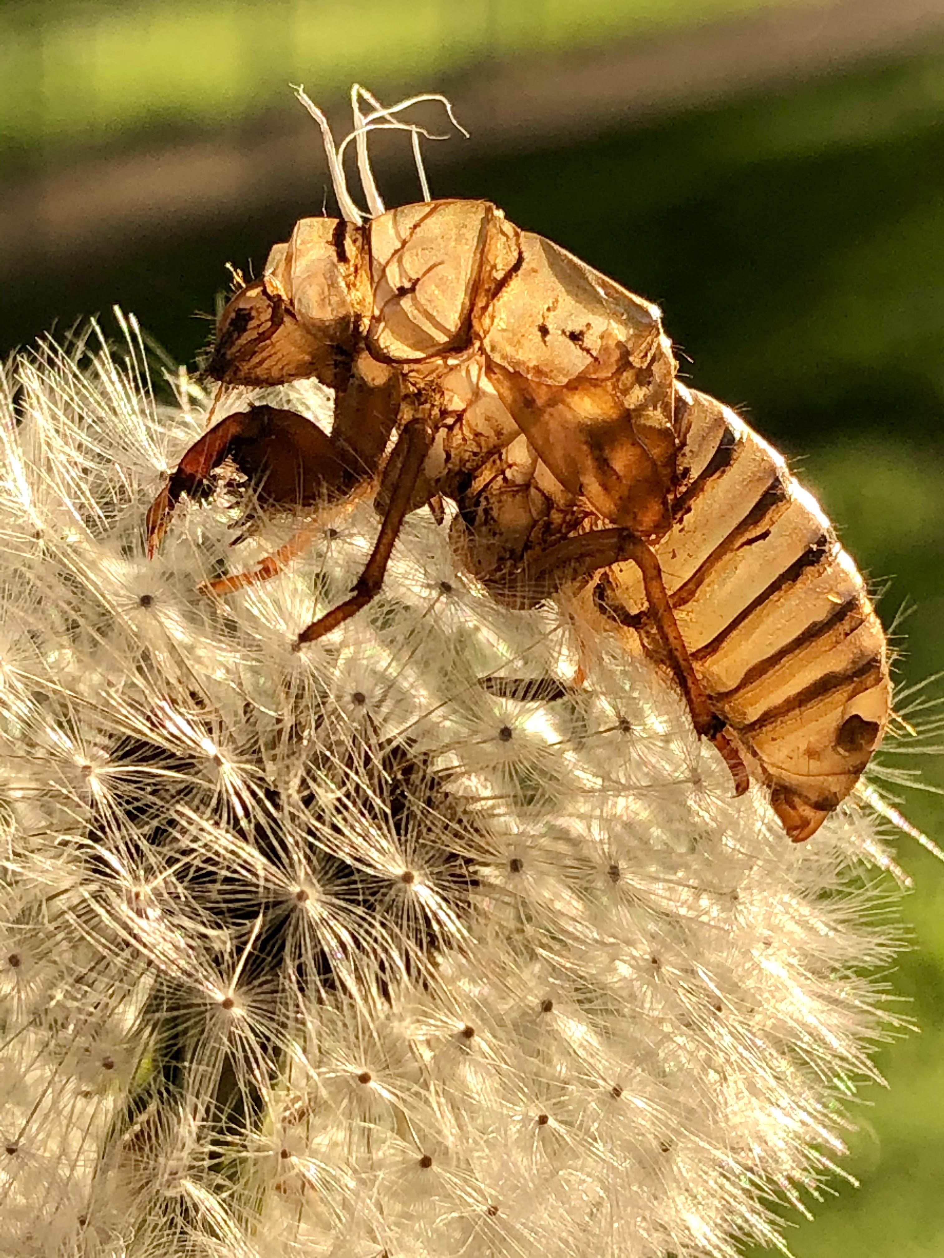 Golden Hour Wishes. Baltimore, MD | Scrolller
