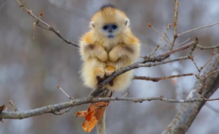 golden snub-noise monkey | Scrolller