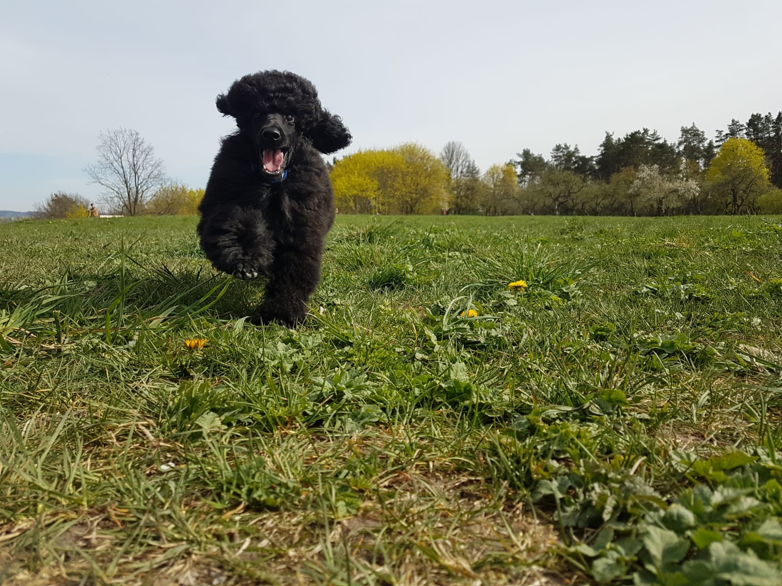 Good boi | Scrolller