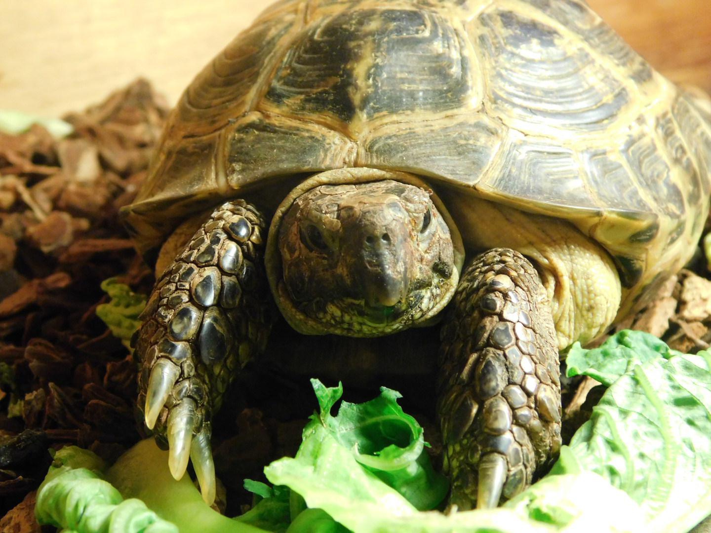 Good boy | Scrolller