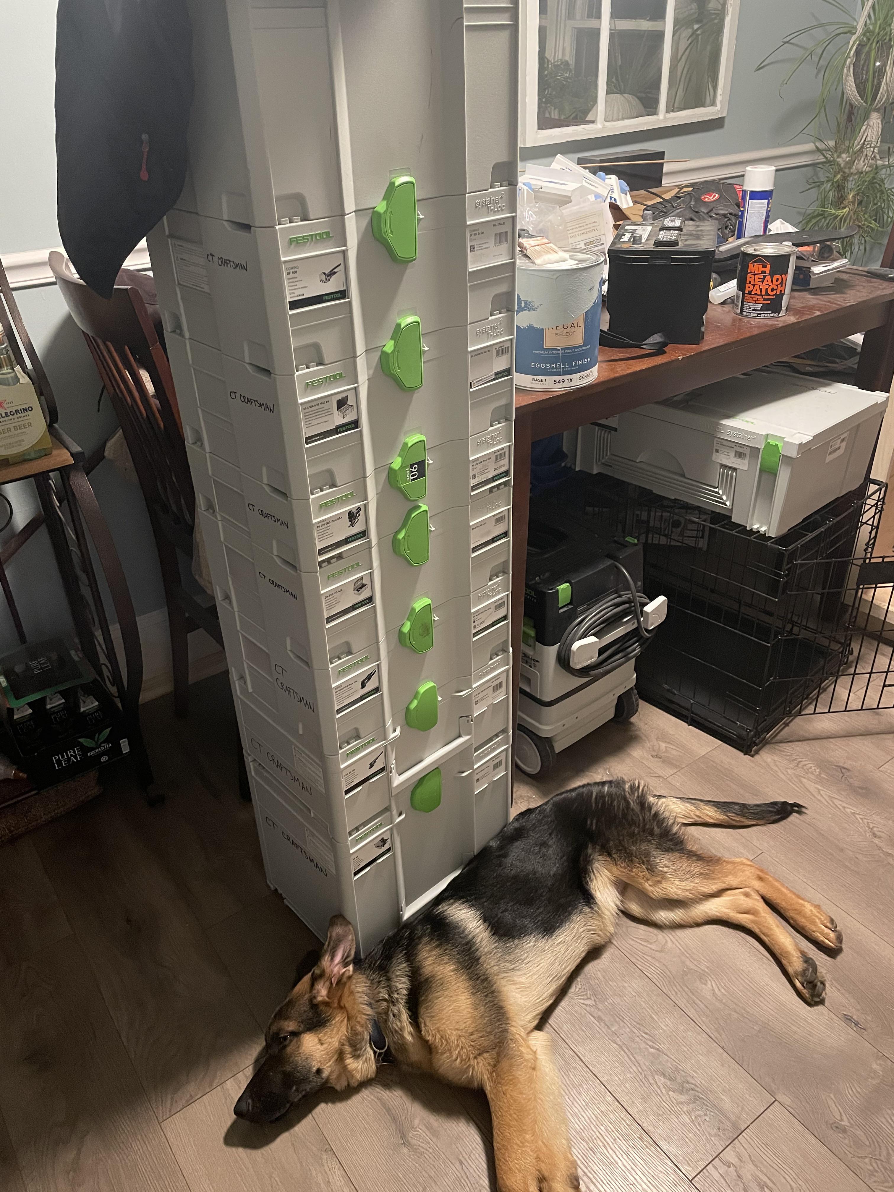 Good Boy guarding the goods | Scrolller